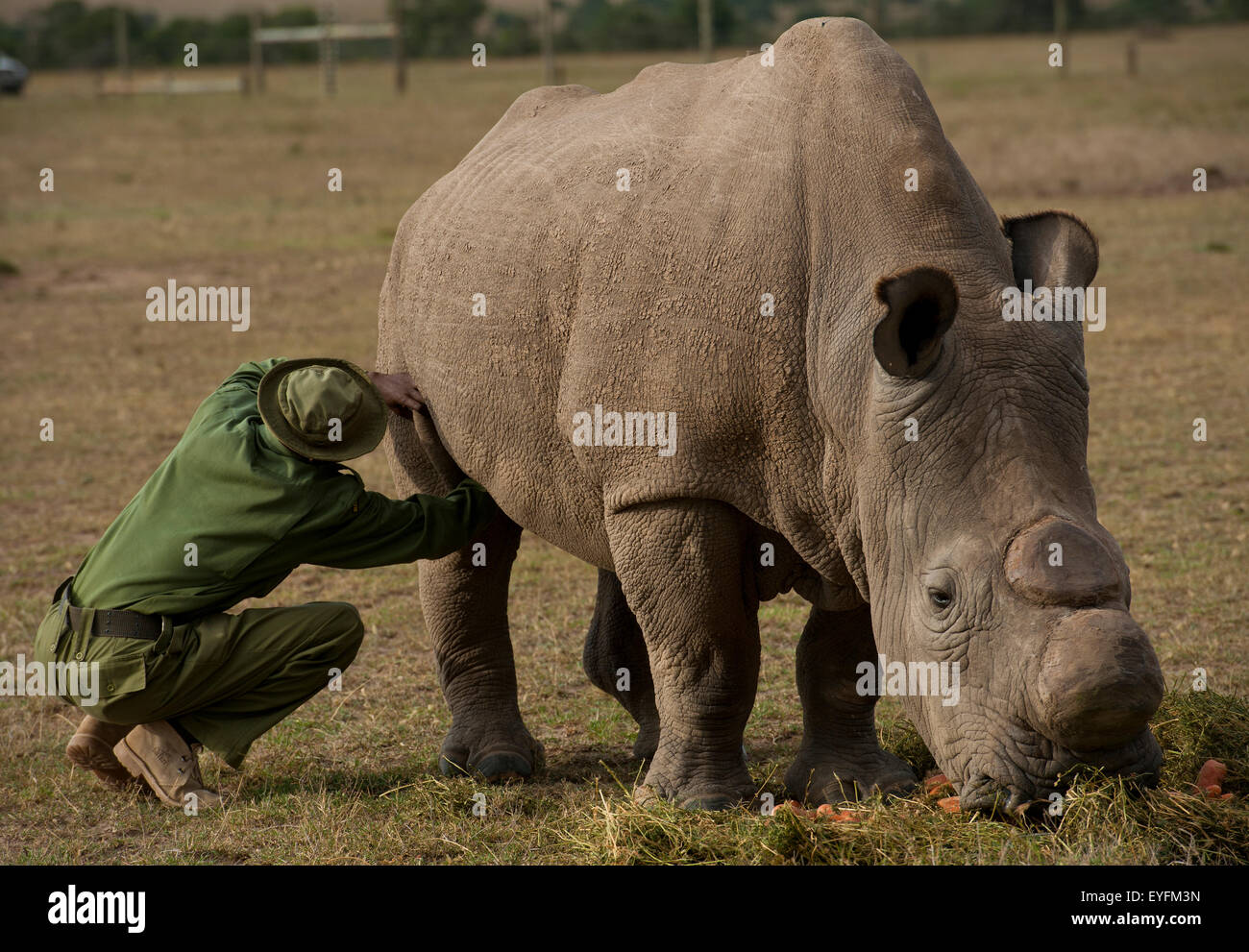 Northern white rhino kenya ranger hi-res stock photography and images ...