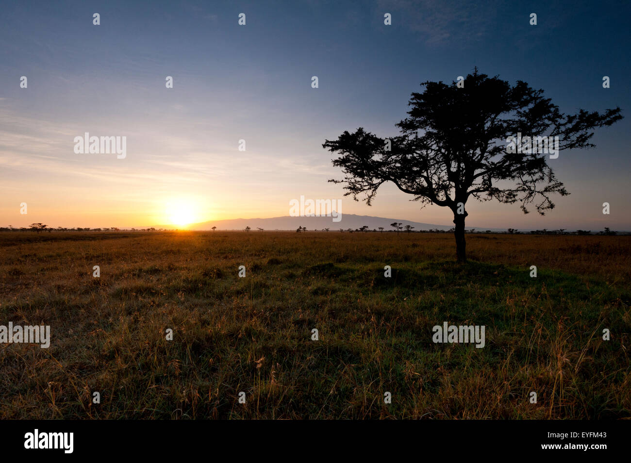 Acacia tree with Mt Kenya behind at dawn, Ol Pejeta Conservancy; Kenya ...