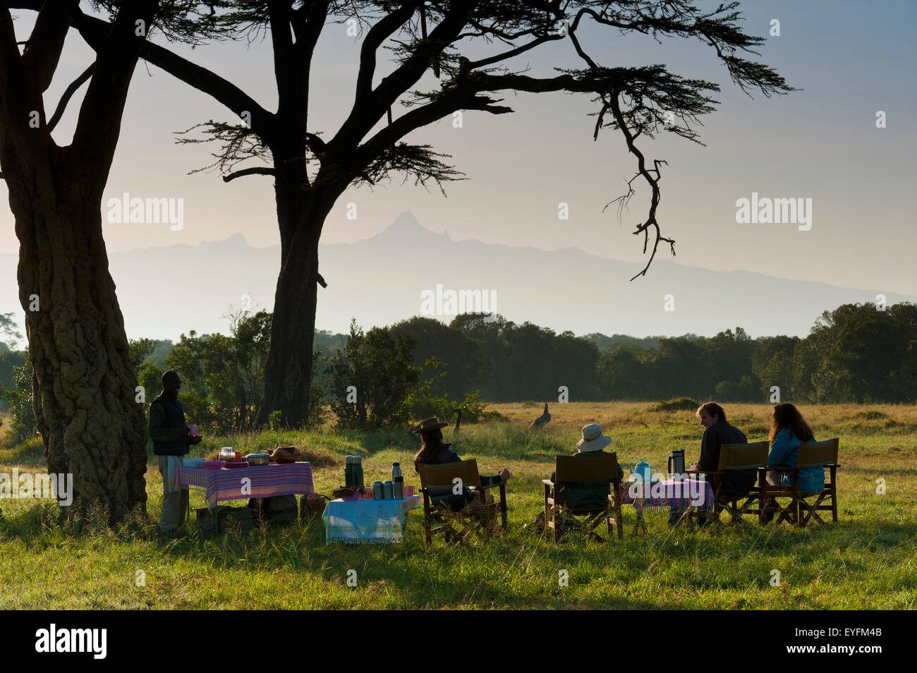 Silhouette large tree under hi-res stock photography and images - Alamy