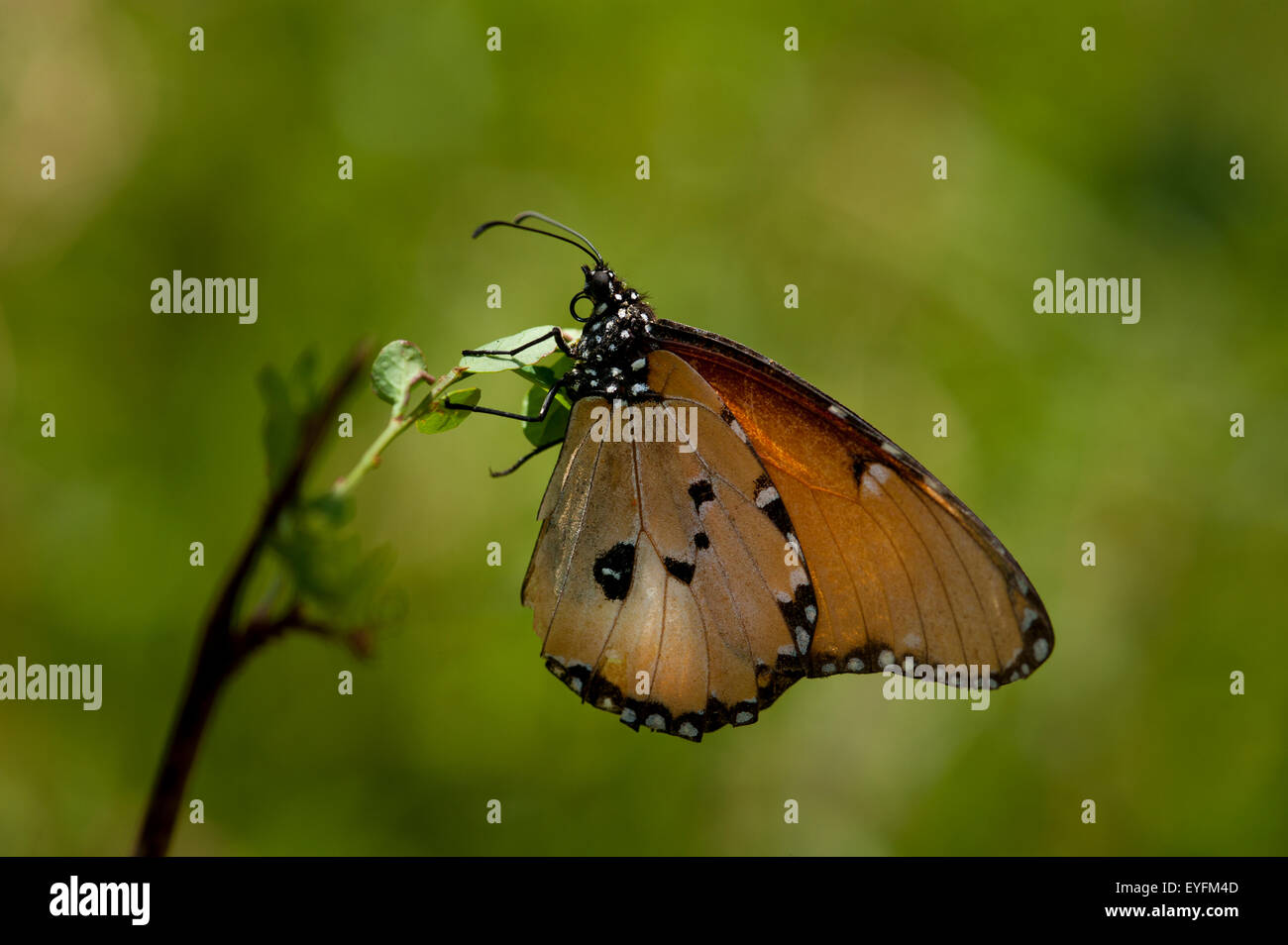 African Monarch Butterfly resting on branch, Ol Pejeta Conservancy ...