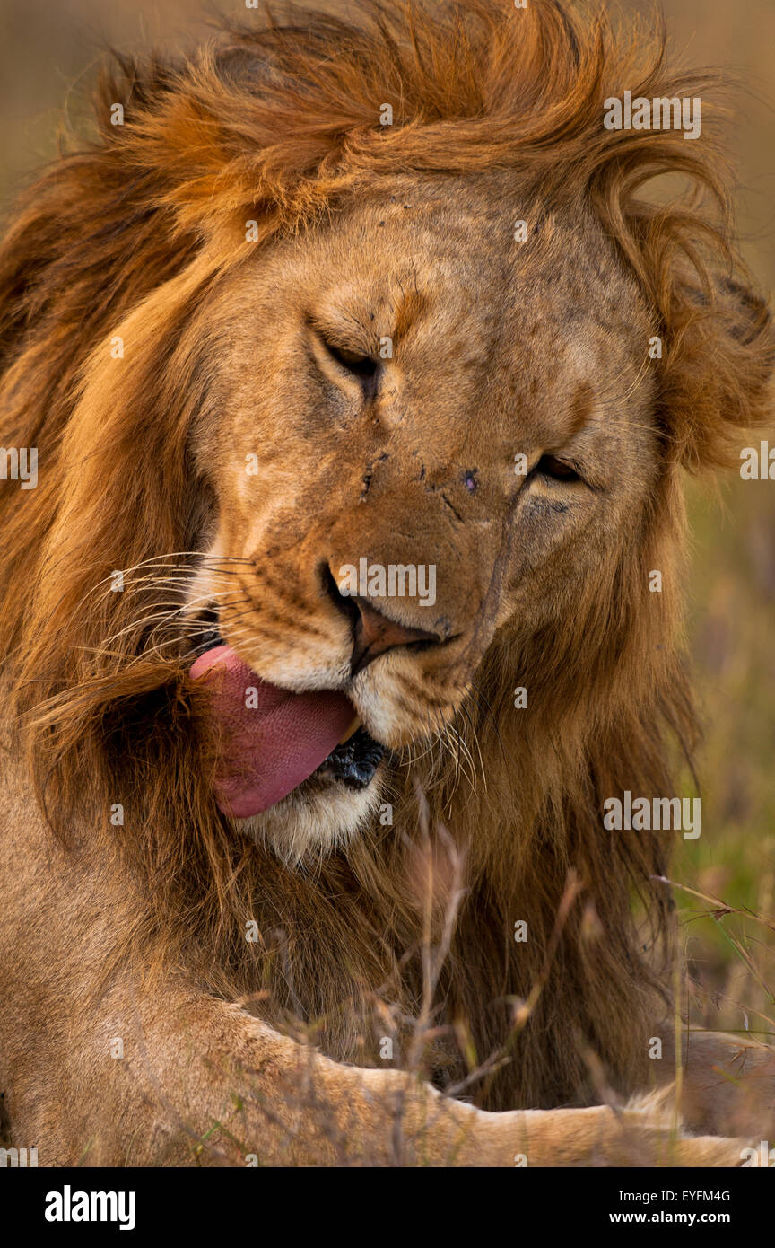 Male lion cleaning himself, Ol Pejeta Conservancy, Kenya Stock Photo ...