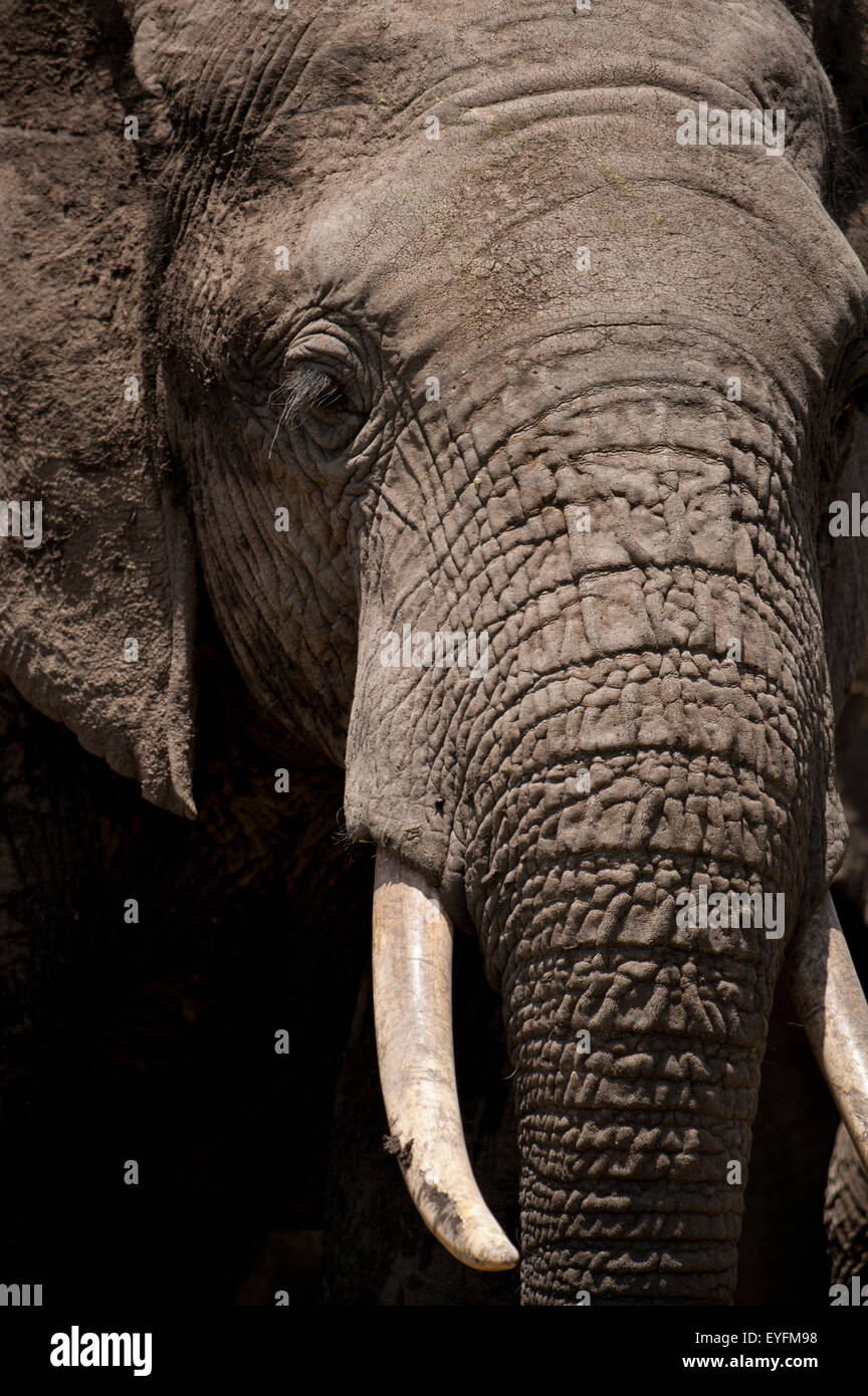 Detail of elephant, Ol Pejeta Conservancy; Kenya Stock Photo - Alamy