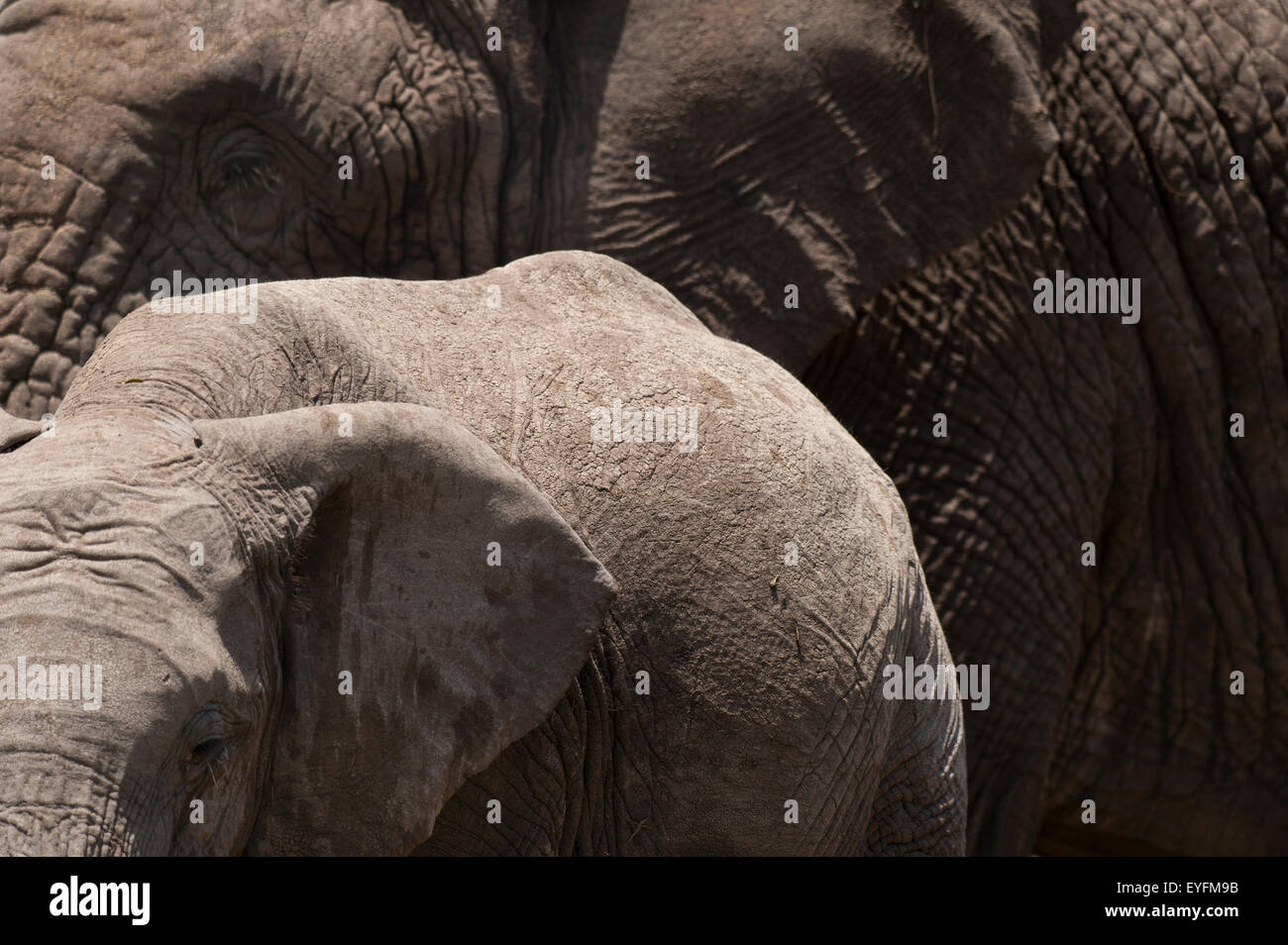 Detail of young elephant in front of large old elephant, Ol Pejeta ...
