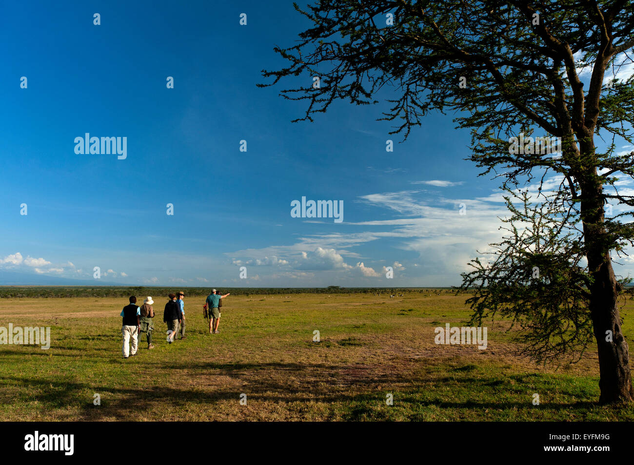 Walking past acacia tree hi-res stock photography and images - Alamy