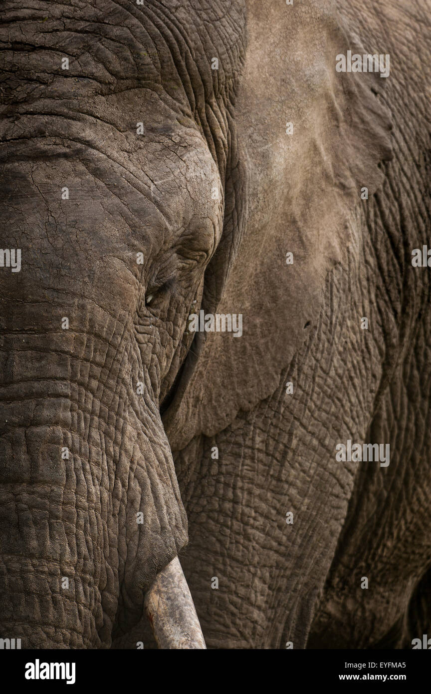 Detail of elephant, Ol Pejeta Conservancy; Kenya Stock Photo - Alamy