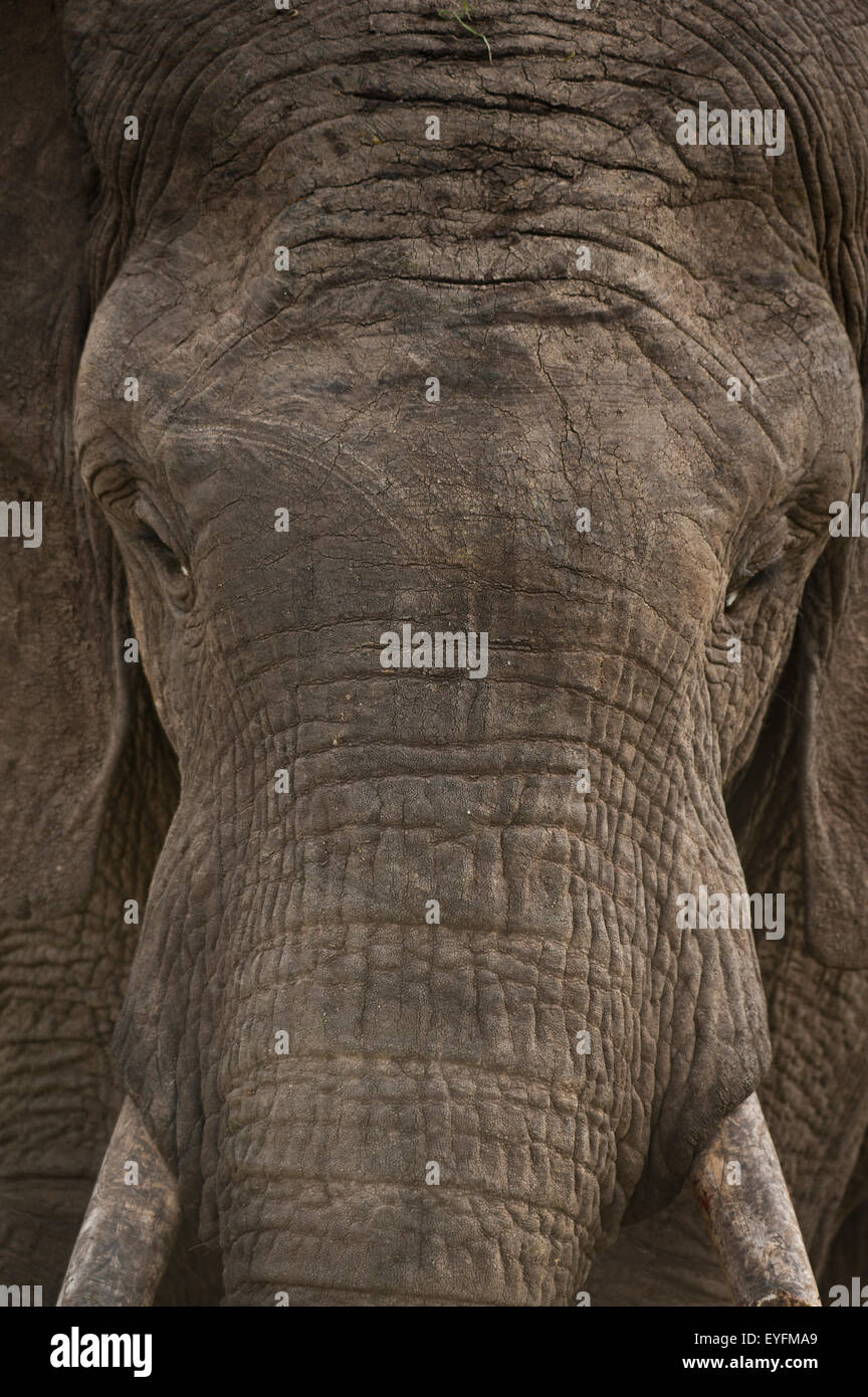 Detail of elephant, Ol Pejeta Conservancy; Kenya Stock Photo - Alamy