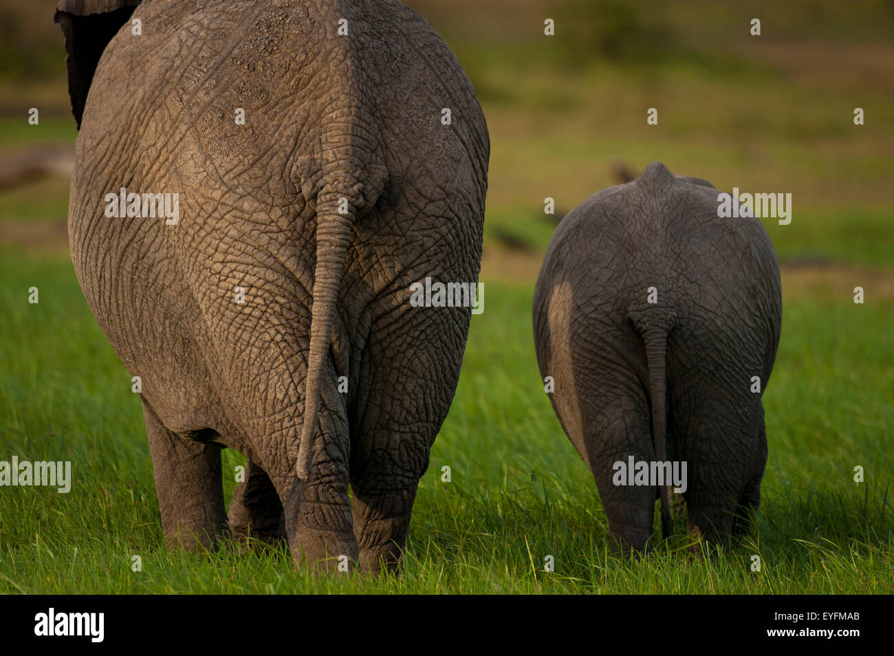 Mother and baby elephant, Ol Pejeta Conservancy; Kenya Stock Photo - Alamy