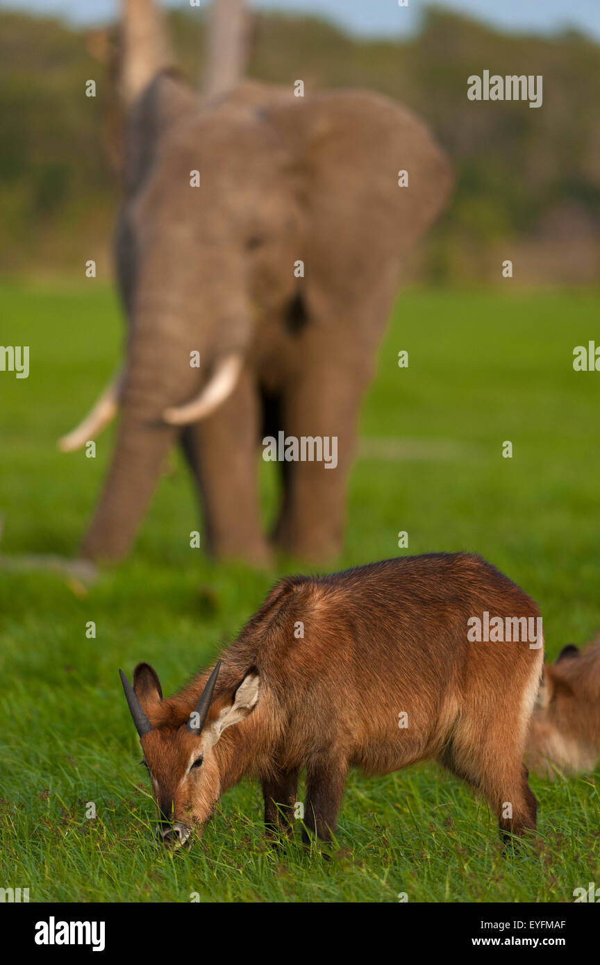 Waterbuck (Kobus ellipsiprymnus) in front of elephant, Ol Pejeta ...