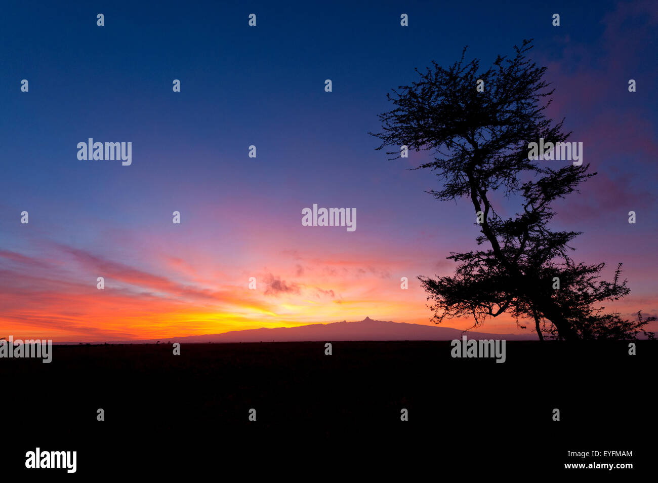 Silhouette of acacia tree in front of Mt Kenya at dawn, Ol Pejeta ...