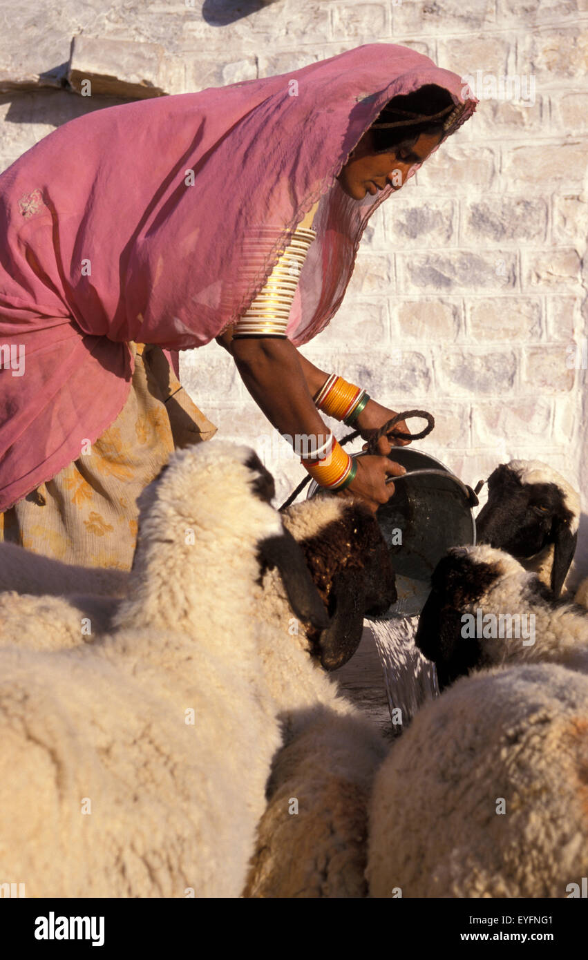 Woman feeding sheep; Rajasthan, India Stock Photo - Alamy