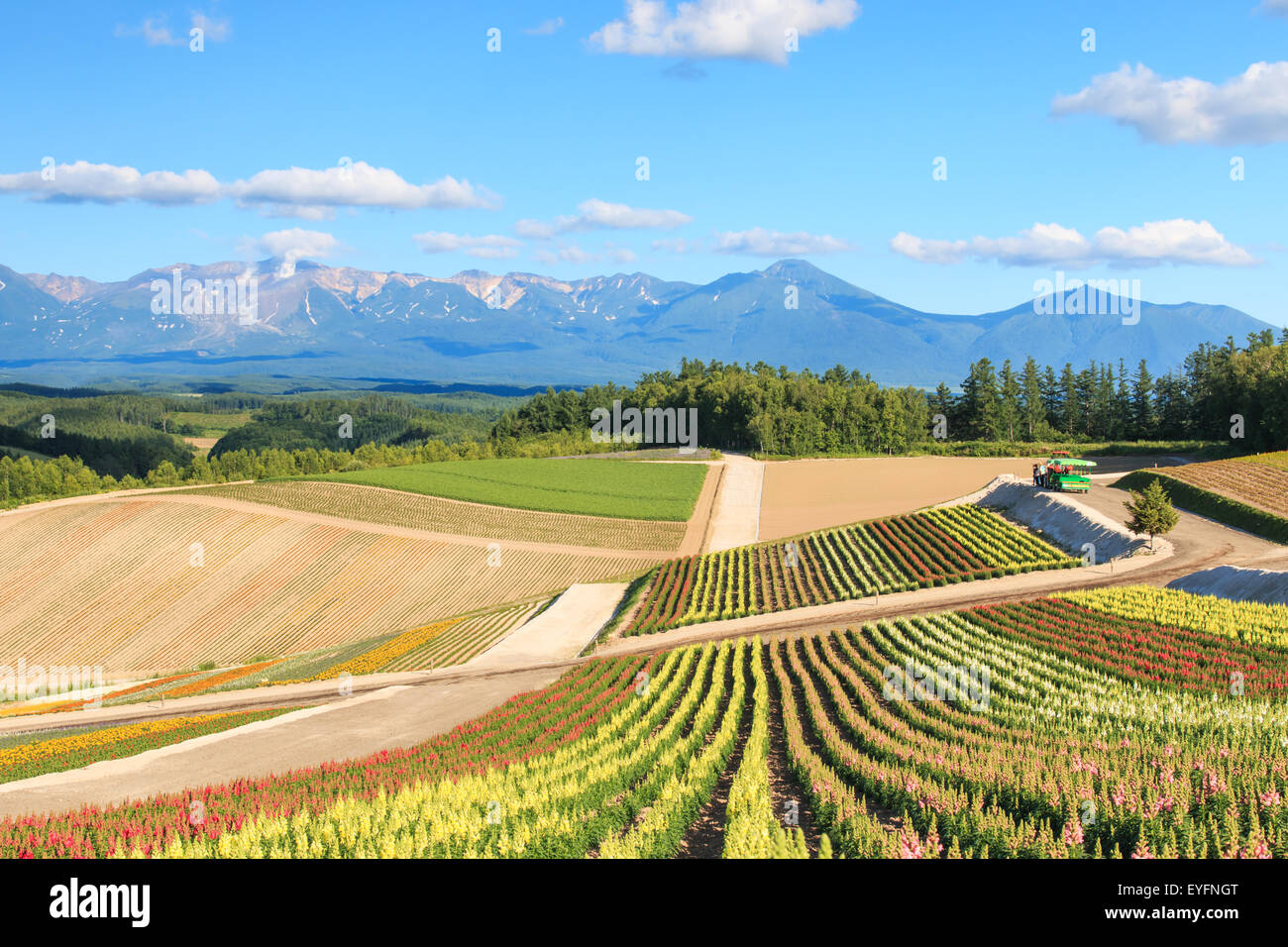 Flower garden in kamifurano hi-res stock photography and images - Alamy
