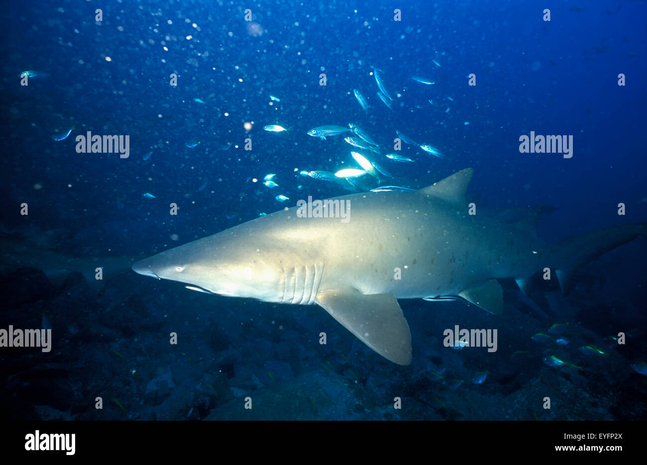 Close-Up Of Shark Stock Photo - Alamy