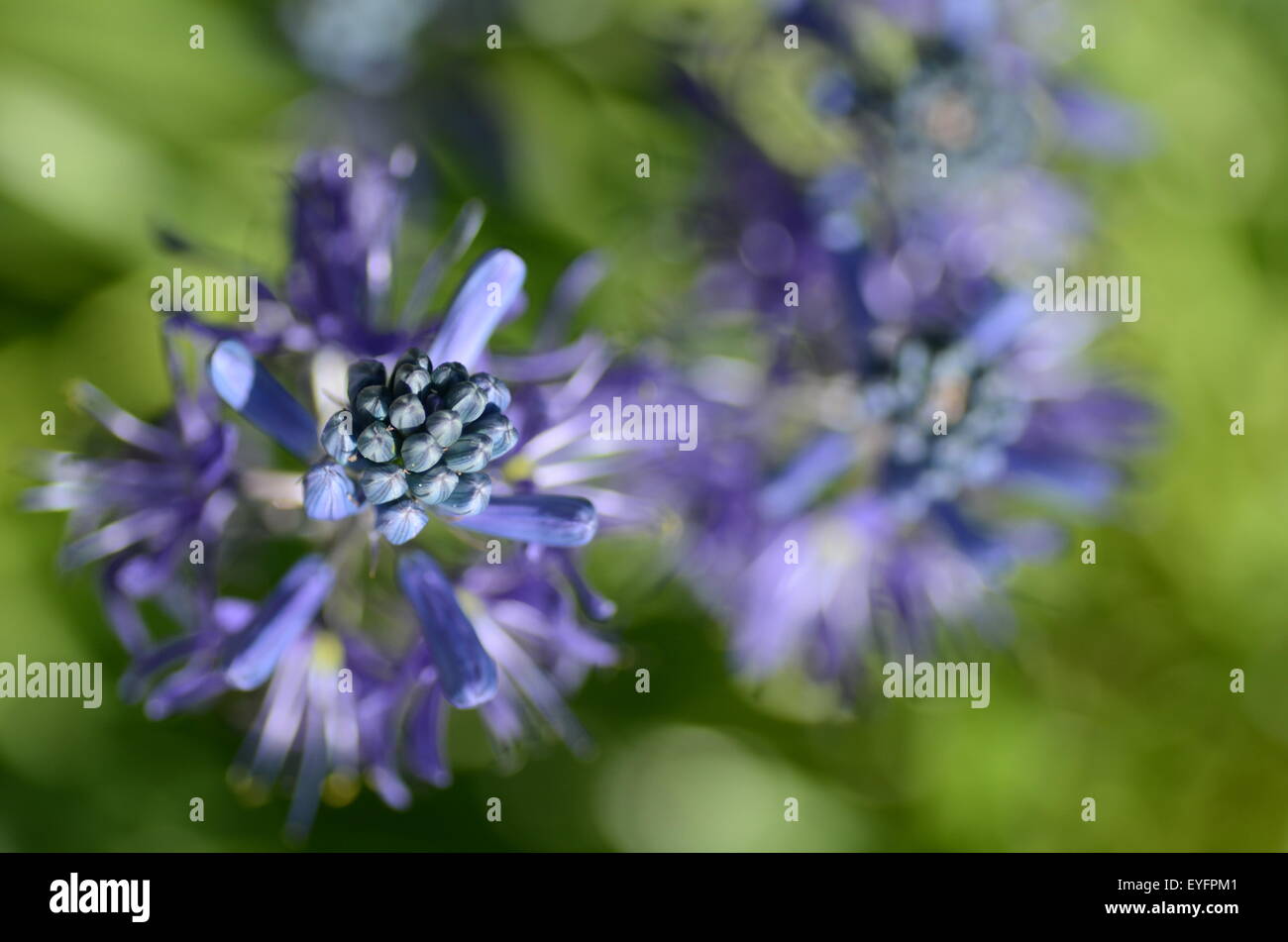 Lily Of Nile Agapanthus Stock Photo - Alamy