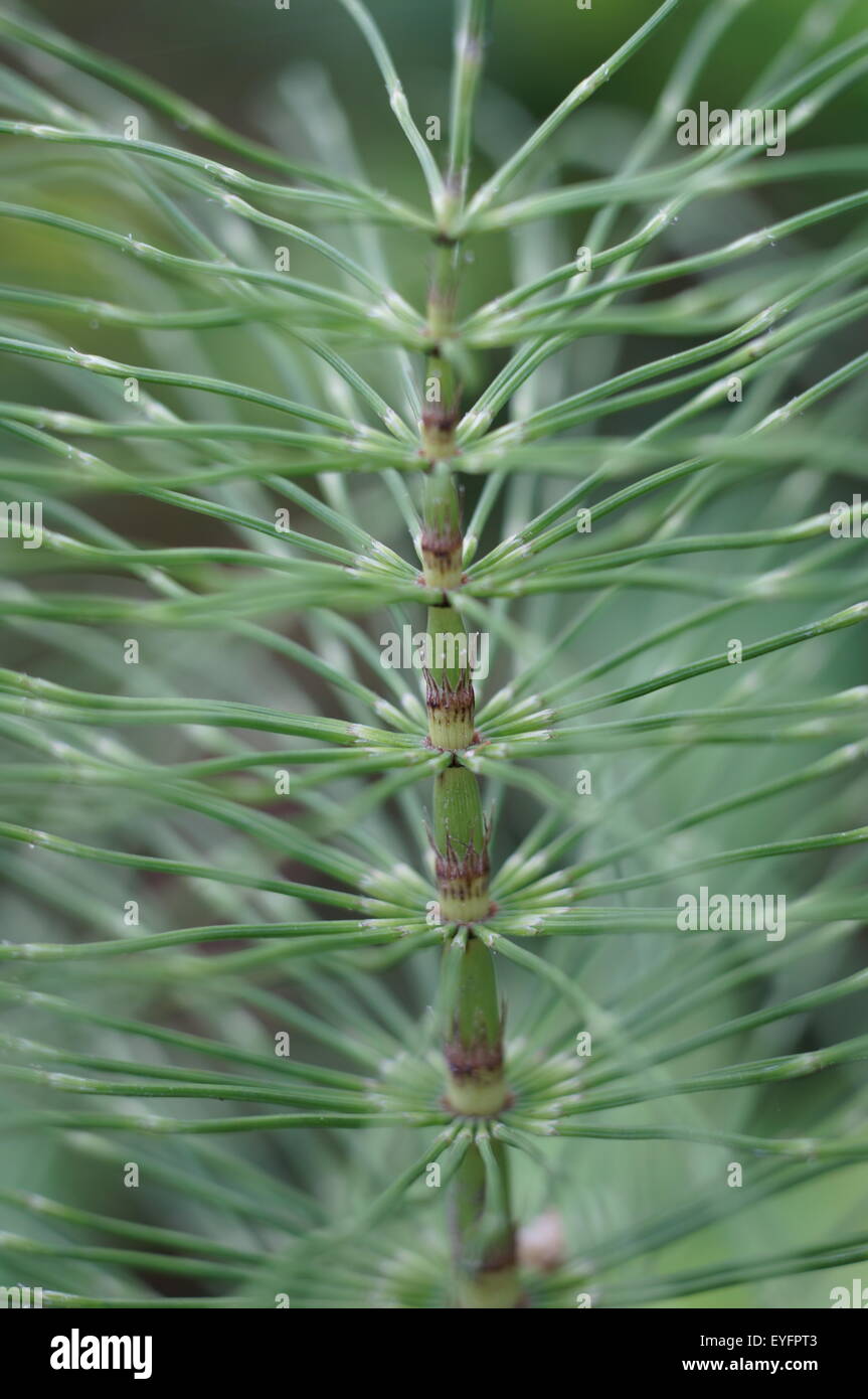 Needle pointed leaves hi-res stock photography and images - Alamy