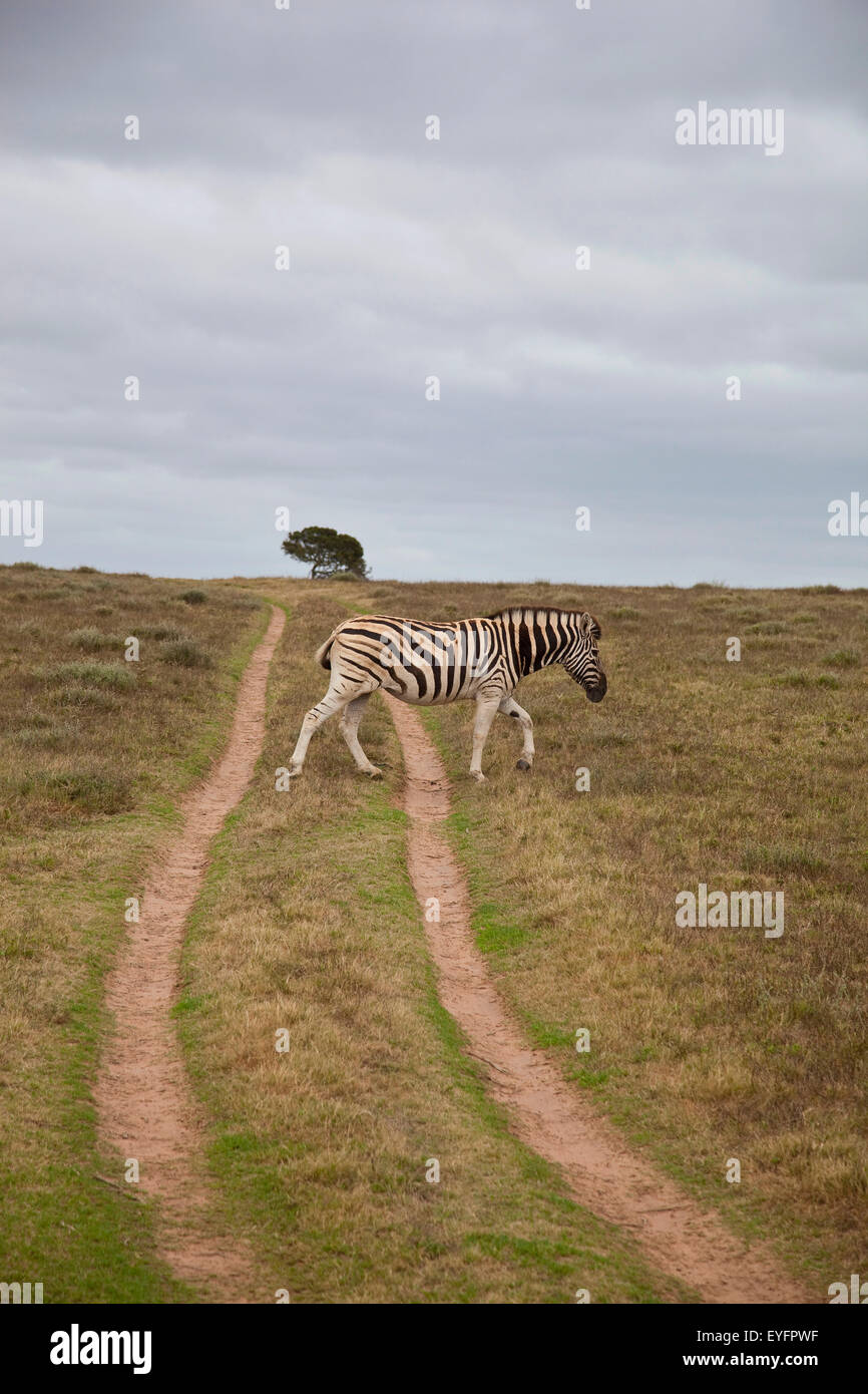South Africa, Garden Route, Zebra Crossing Dirt Track; Kariega Game ...