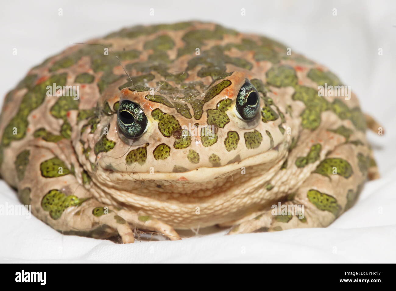 Common European Toad Stock Photo - Alamy