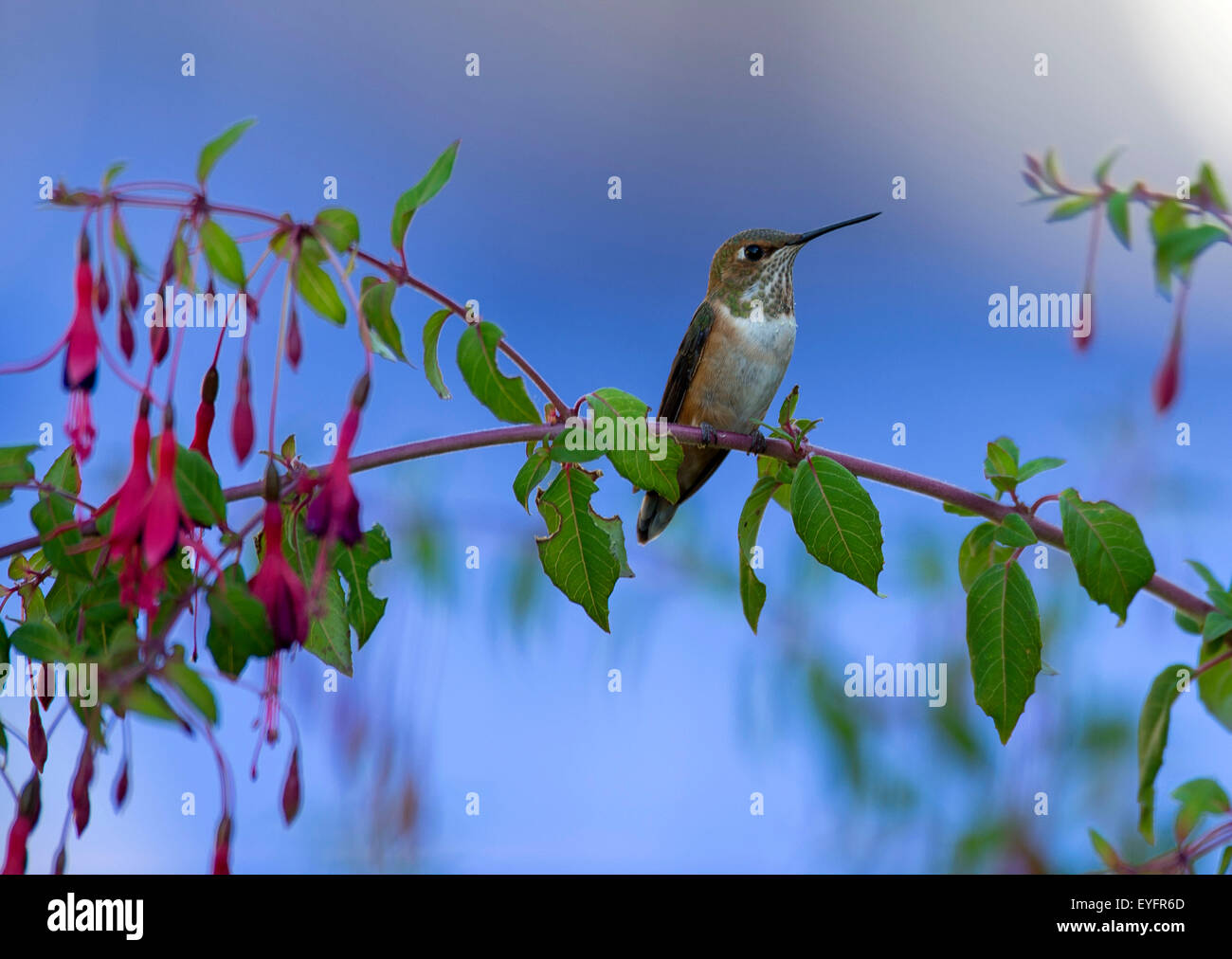 Oakland, Oregon, USA. 28th July, 2015. A rufous hummingbird perches on ...