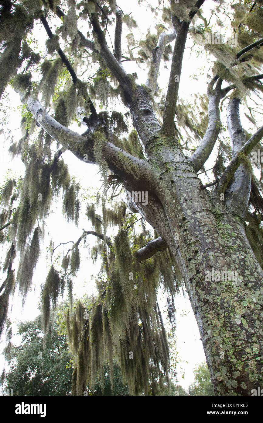 Usa, Georgia, View Of Tree Top And Bark; Savannah Stock Photo - Alamy