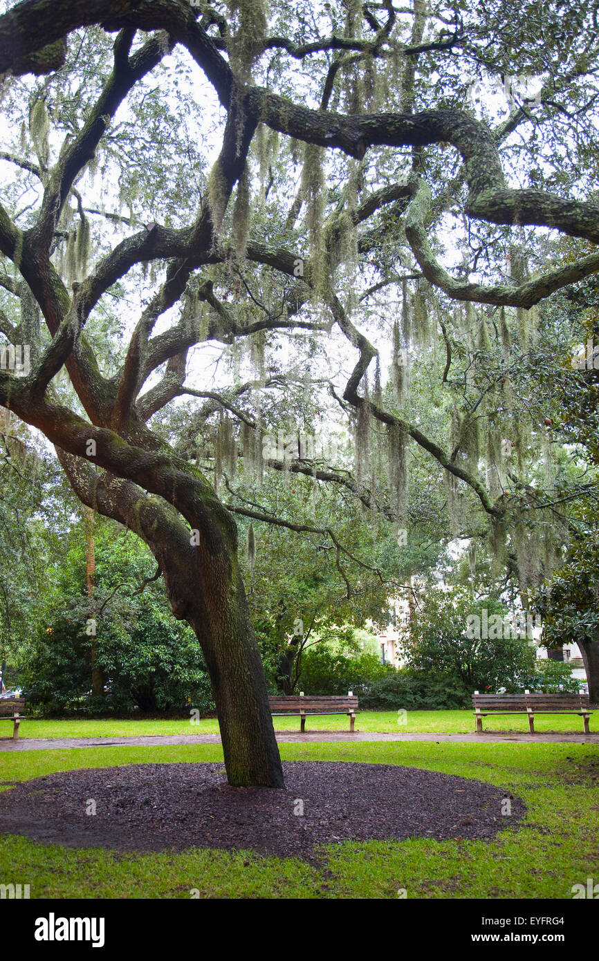 Usa, Georgia, Trees In Park; Savannah Stock Photo - Alamy
