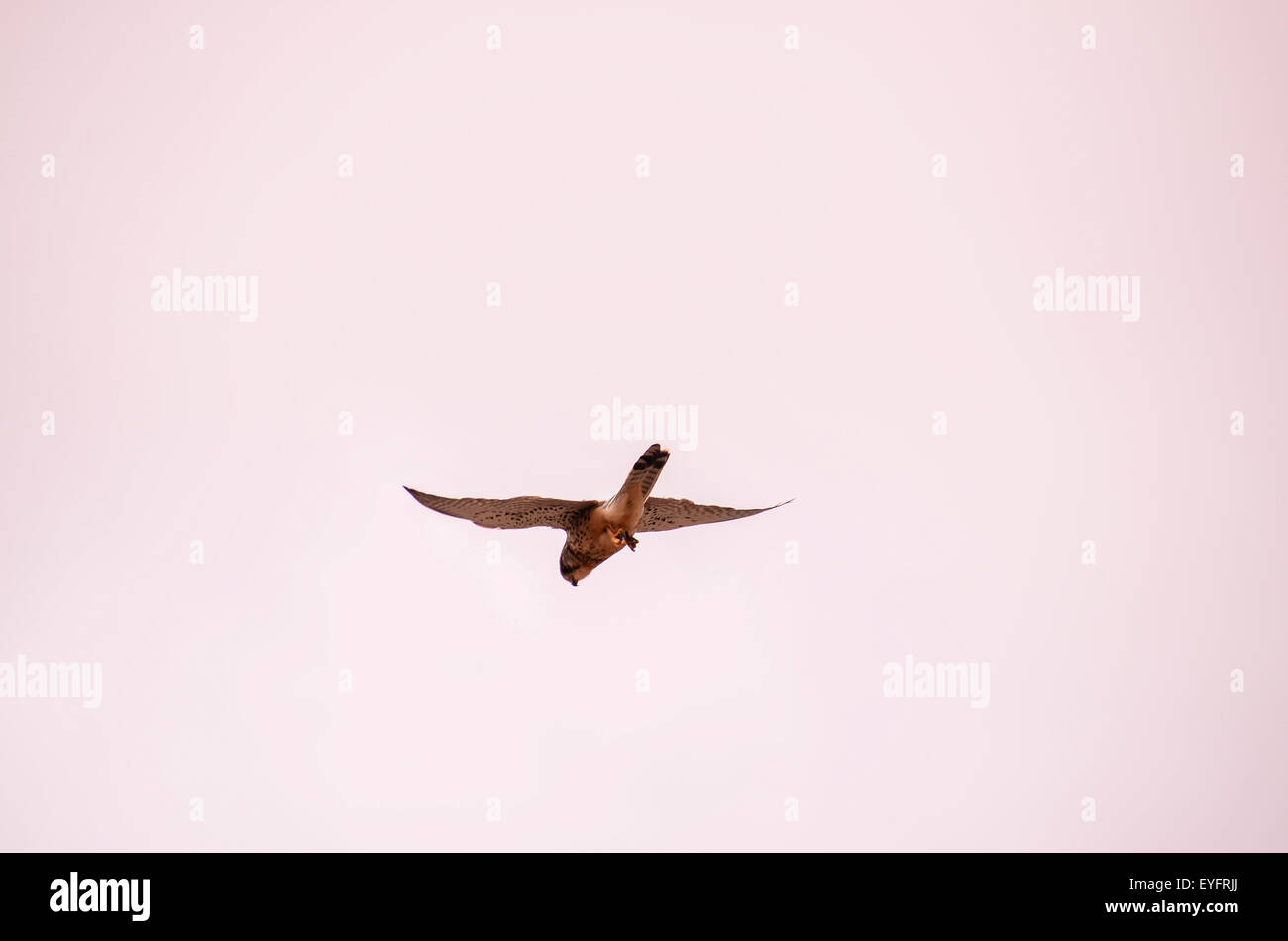 Common Kestrel Hawk Bird Stock Photo - Alamy