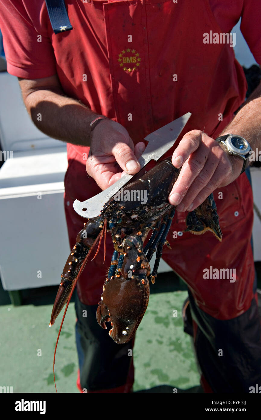A fisherman checks the carapace length and size of a lobster landed off ...