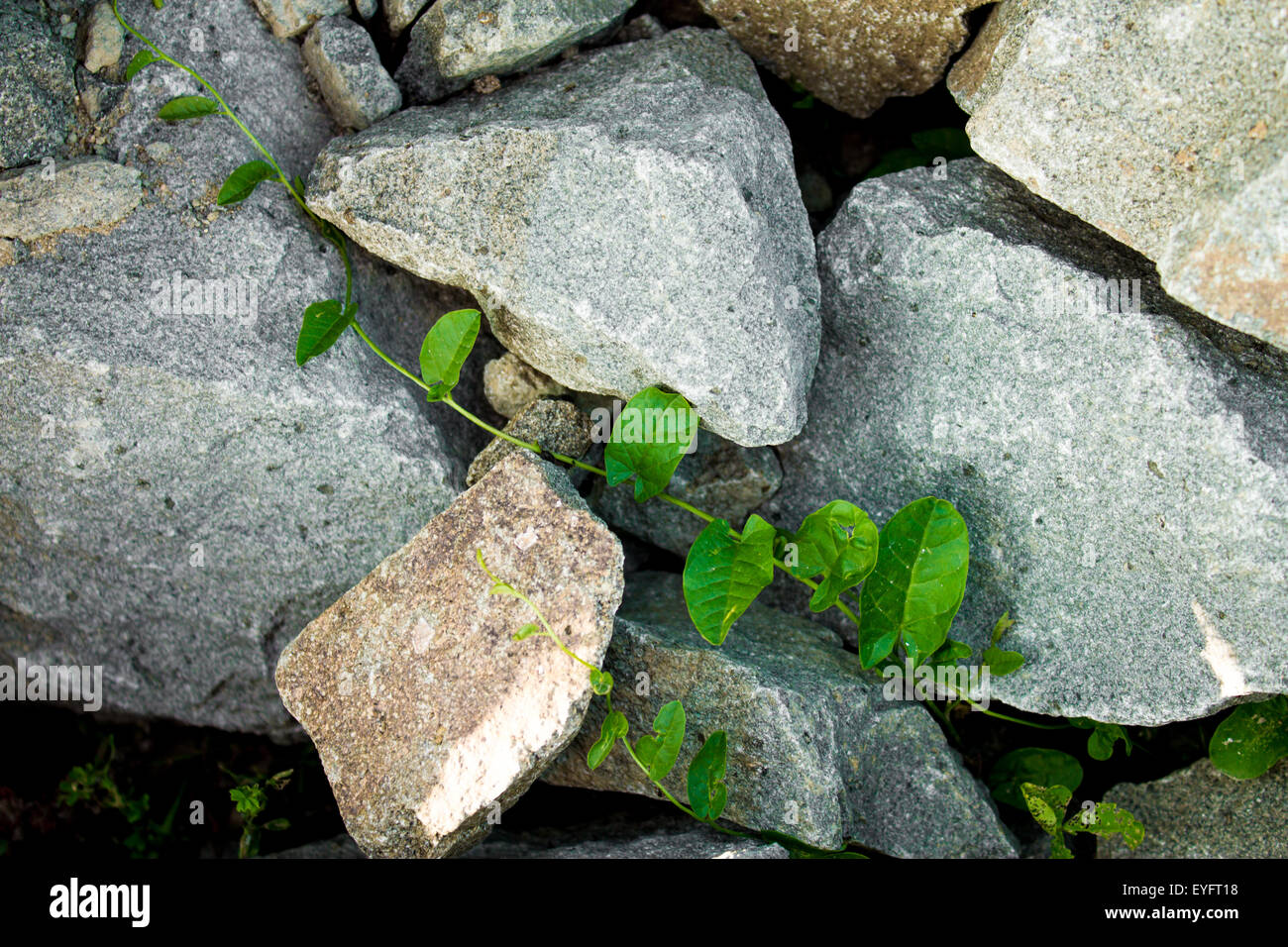 Nature that stretches between rocks Stock Photo - Alamy