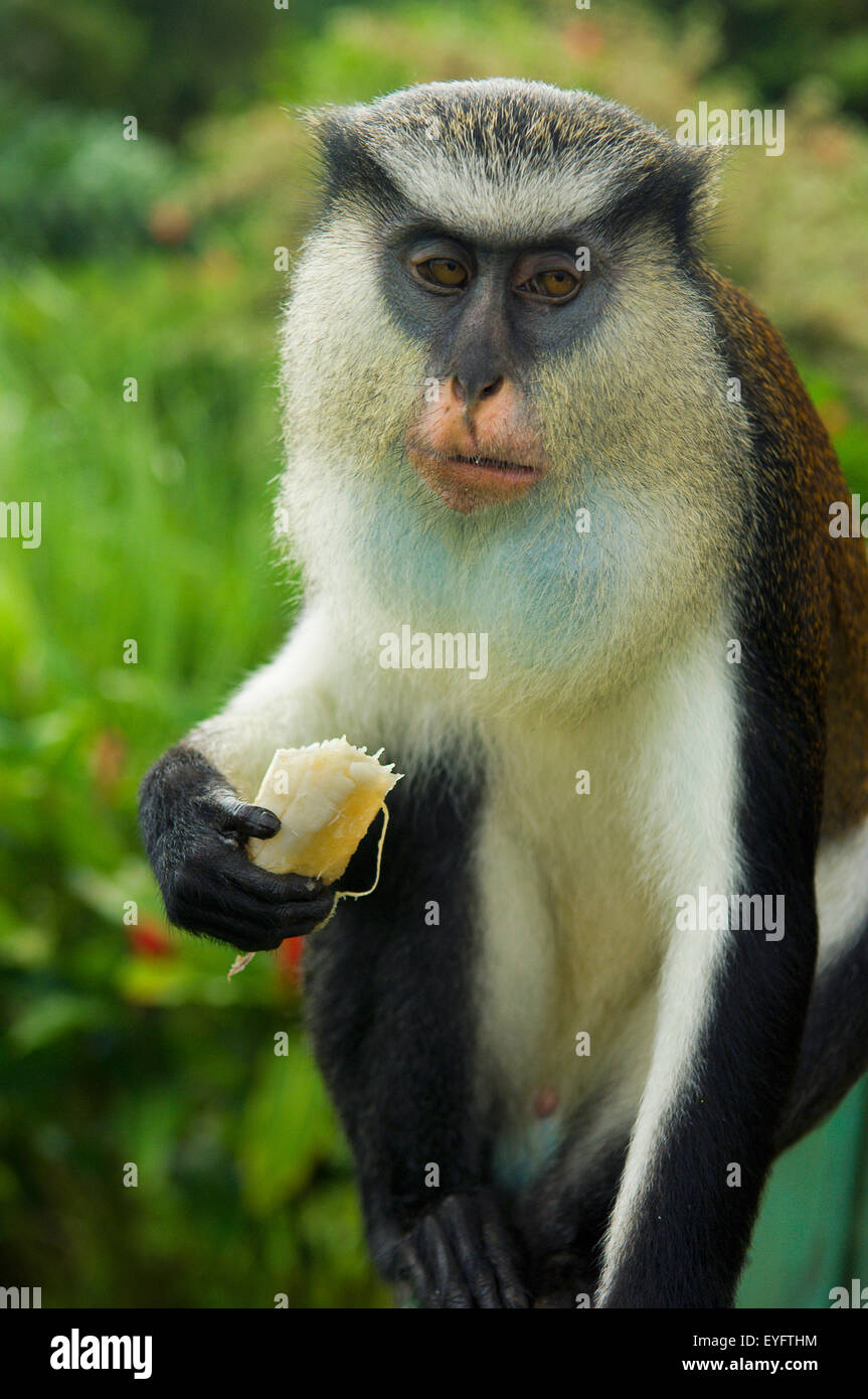 Caribbean, Mona Monkey at Grand Etang National Park; Grenada Stock ...