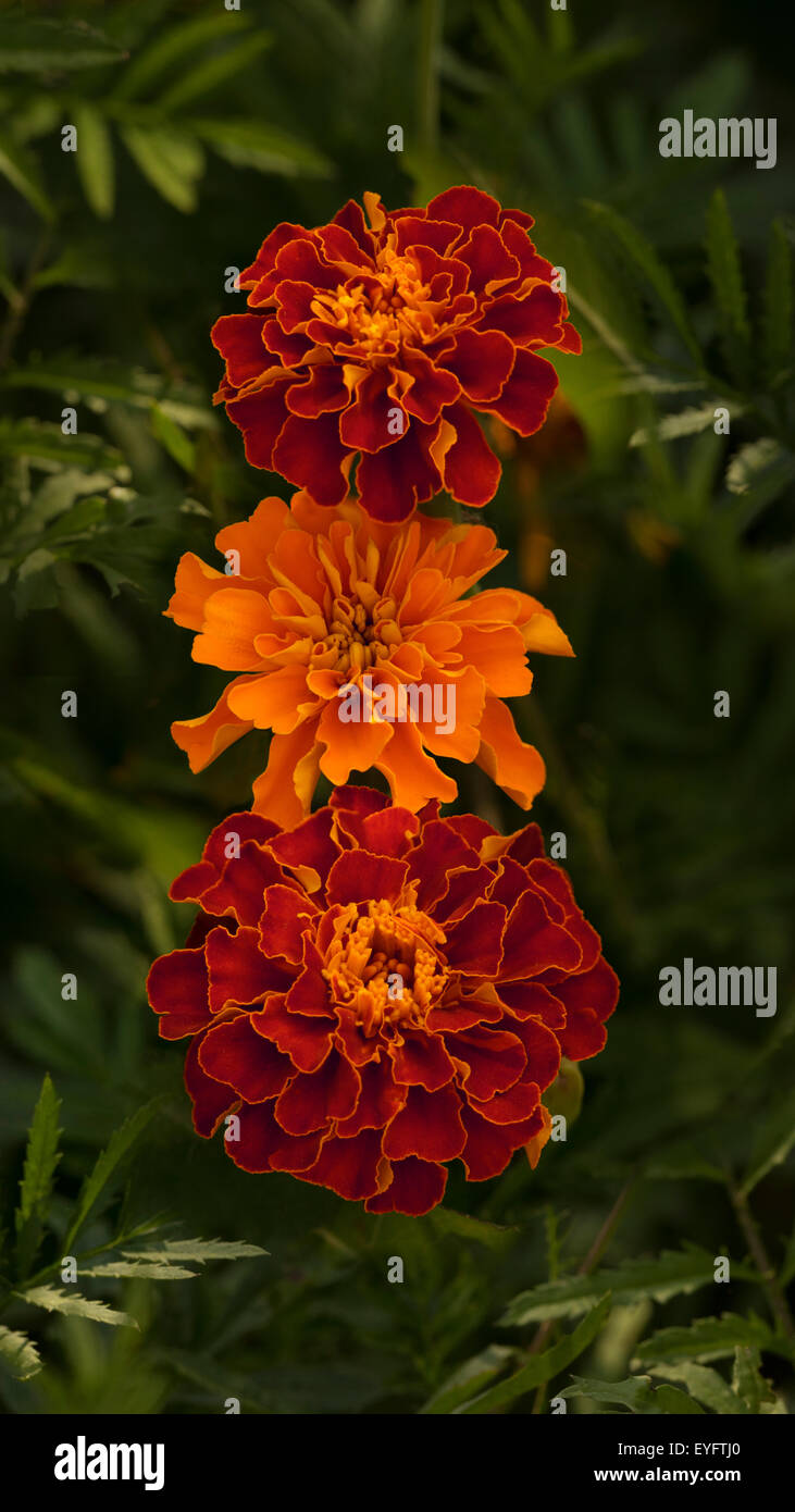 The merygold in garden Stock Photo - Alamy