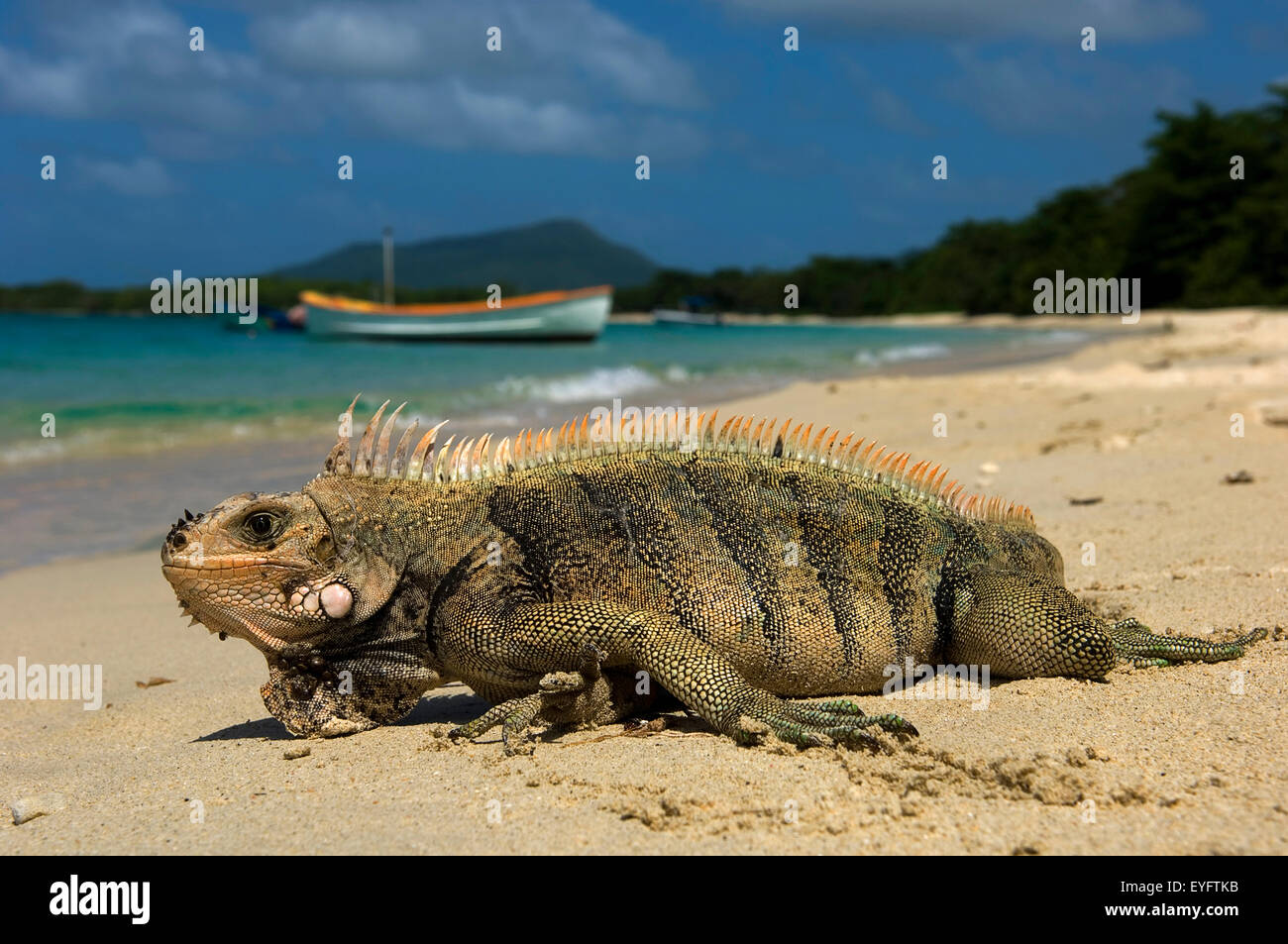 Caribbean, Grenada, Grenadines, Iguana on Paradise Beach; Carriacou ...