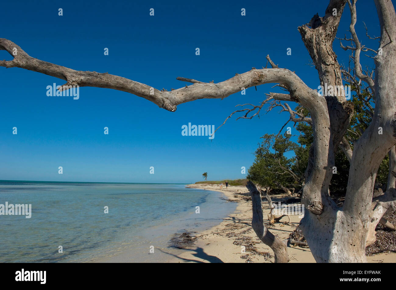USA, Florida, Florida Keys, People walking along sandy beach; Key West ...