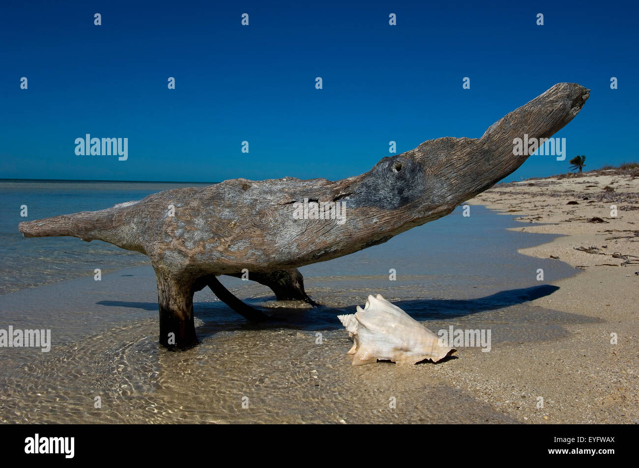 USA, Florida, Florida Keys, Conch shell on sandy beach; Key West Stock ...