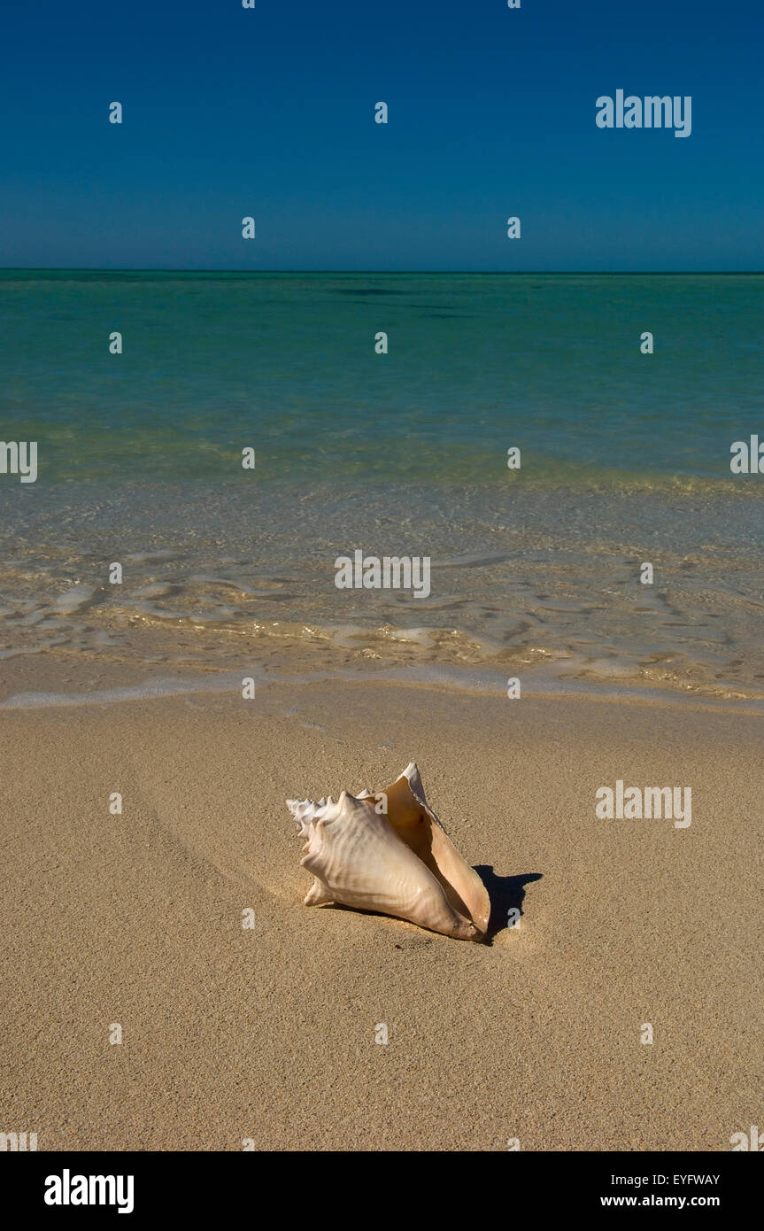 USA, Florida, Florida Keys, Conch shell on sandy beach; Key West Stock ...