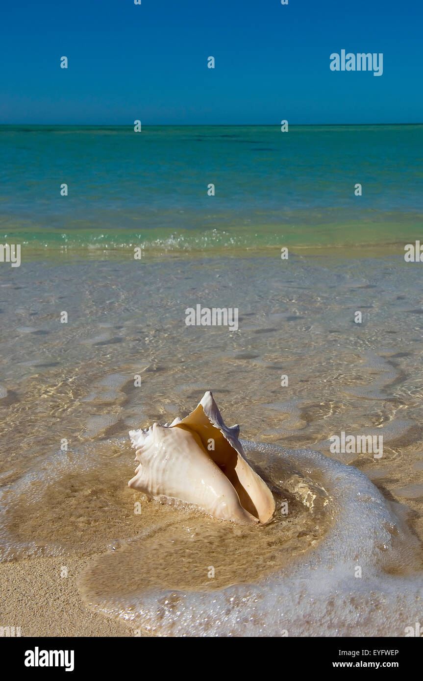 USA, Florida, Florida Keys, Conch shell on sandy beach; Key West Stock ...