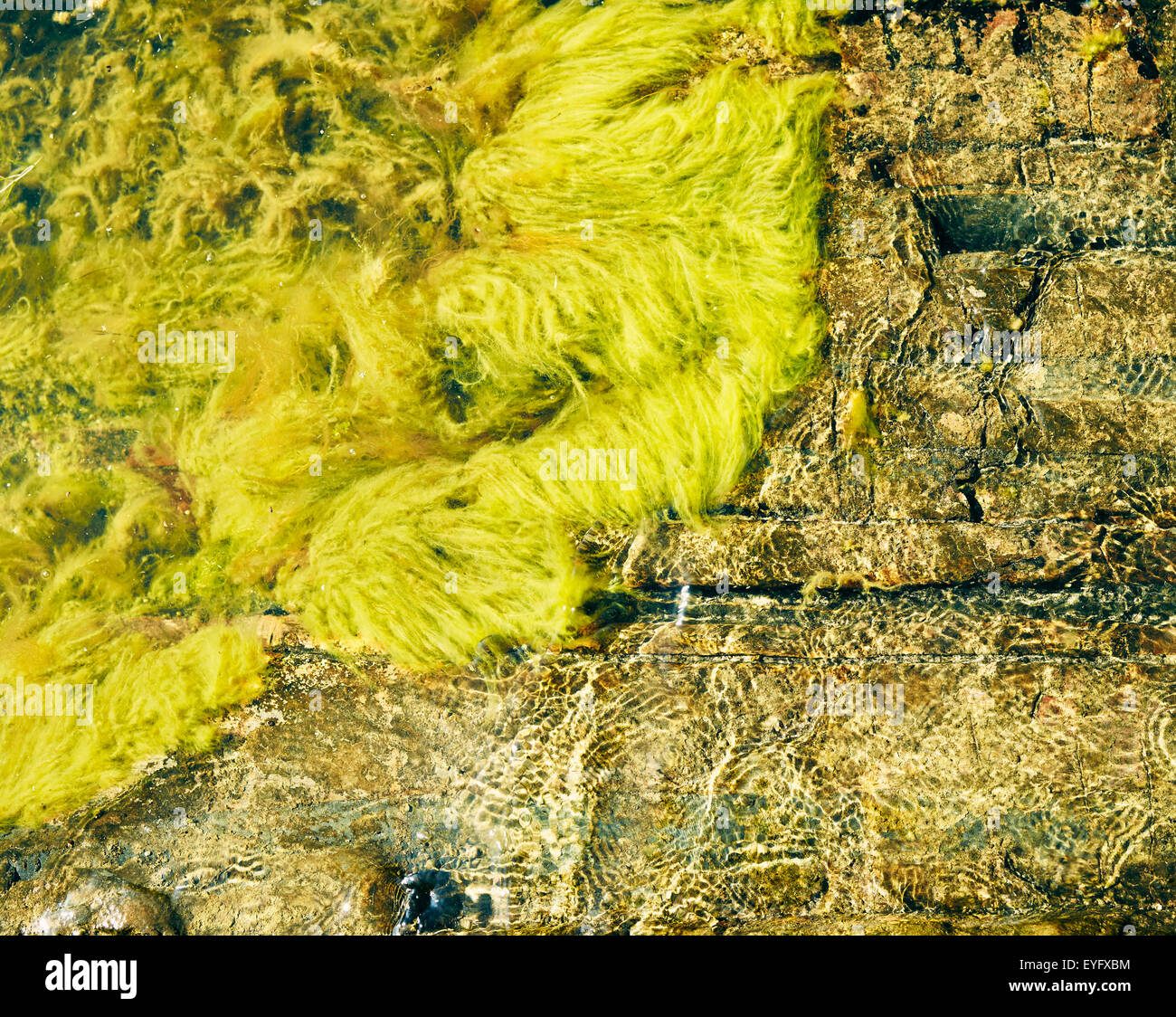 Live algae, waves and rocks, archipelago shoreline in scandinavia ...