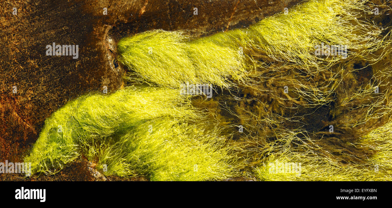 Ulva intestinalis algae grow on a sea level rocks, archipelago of ...