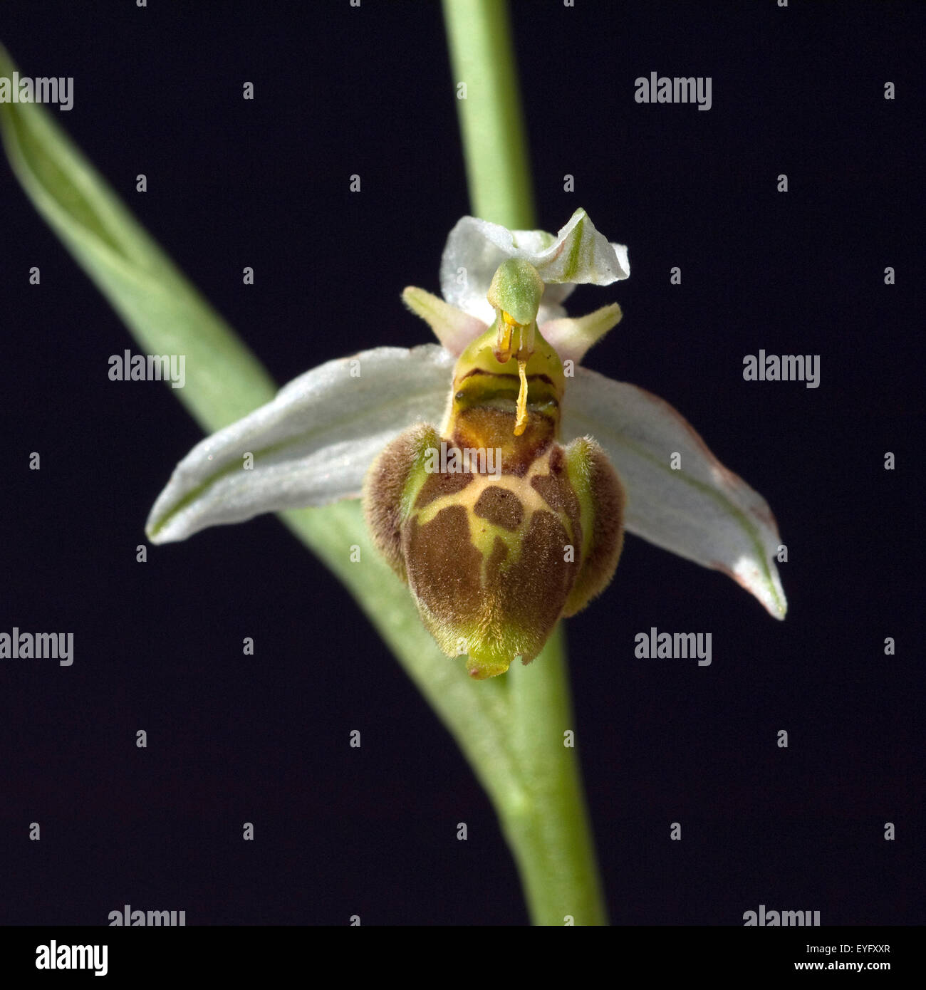 Bienen-Ragwurz, Ophrys apifera, Orchidee Stock Photo - Alamy