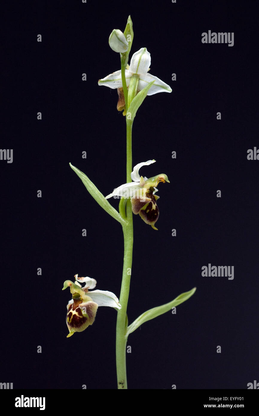 Bienen-Ragwurz, Ophrys apifera, Orchidee Stock Photo - Alamy