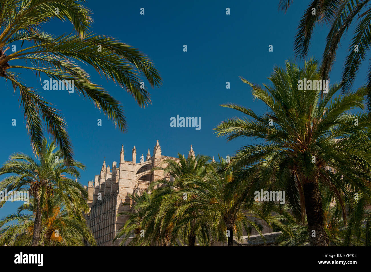Spain, Majorca, Palm trees and cathedral; Palma Stock Photo - Alamy