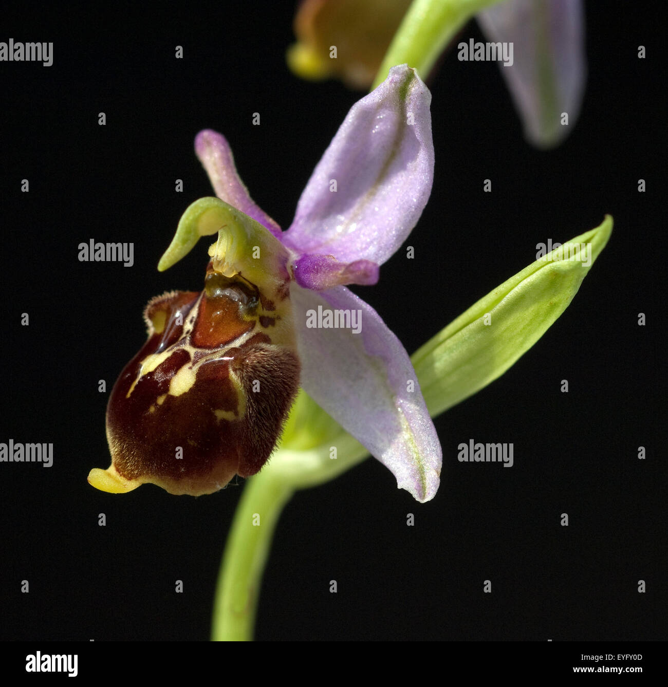 Bienen-Ragwurz, Ophrys apifera, Orchidee Stock Photo - Alamy