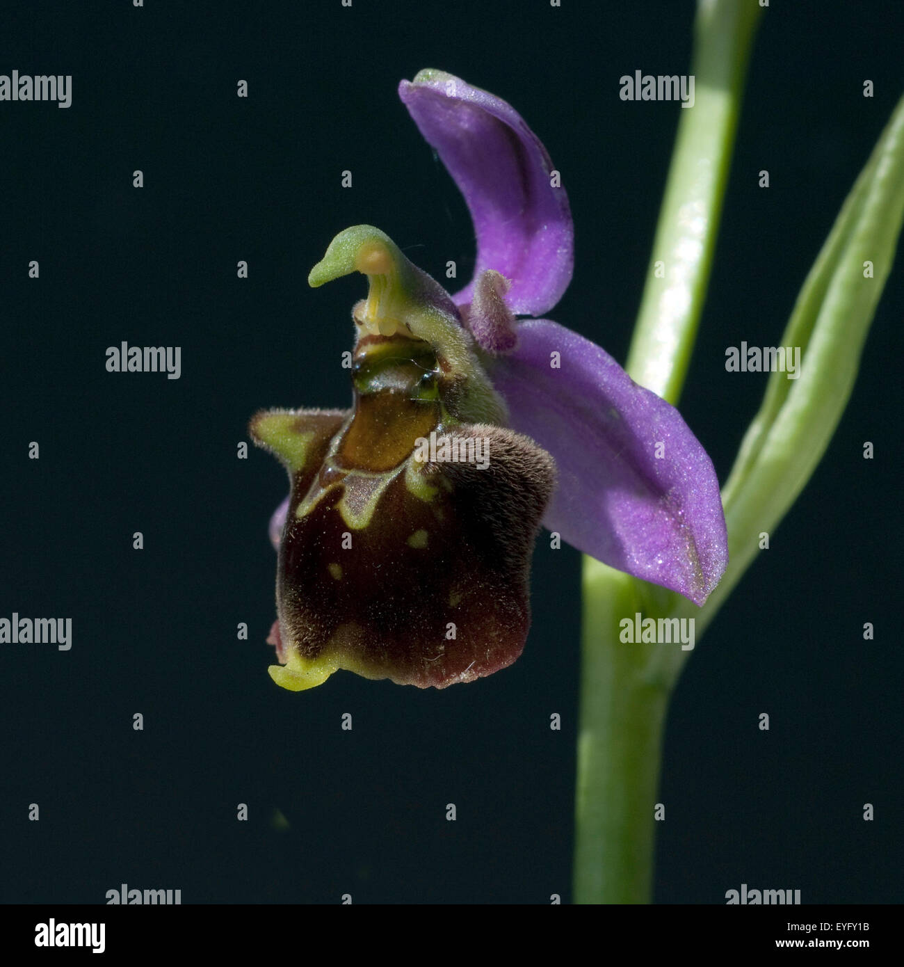 Bienen-Ragwurz, Ophrys apifera, Orchidee Stock Photo - Alamy