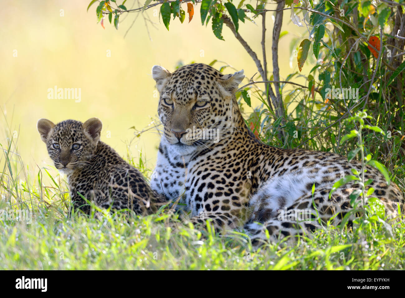 Leopard (Panthera pardus), female, lying under a bush with her cub ...