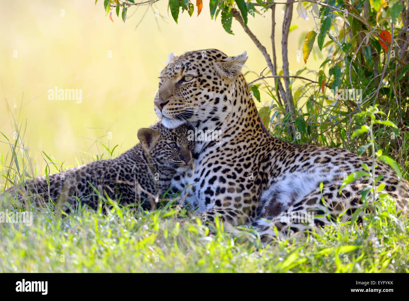 Leopard (Panthera pardus), female cuddling with her cub, alert, lying ...