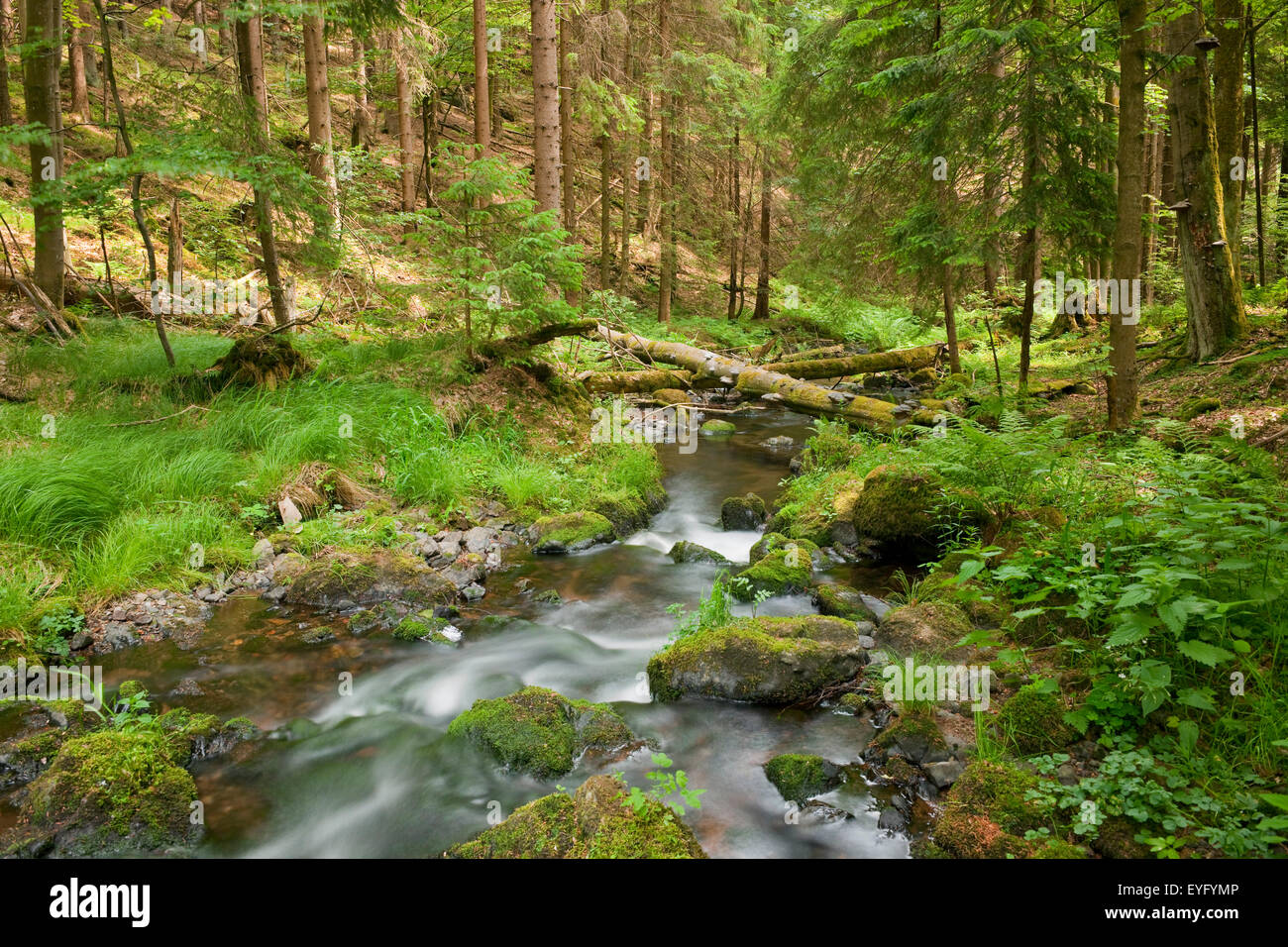 River Vesser, Vessertal-Thuringian Forest biosphere reserve, Thuringia ...