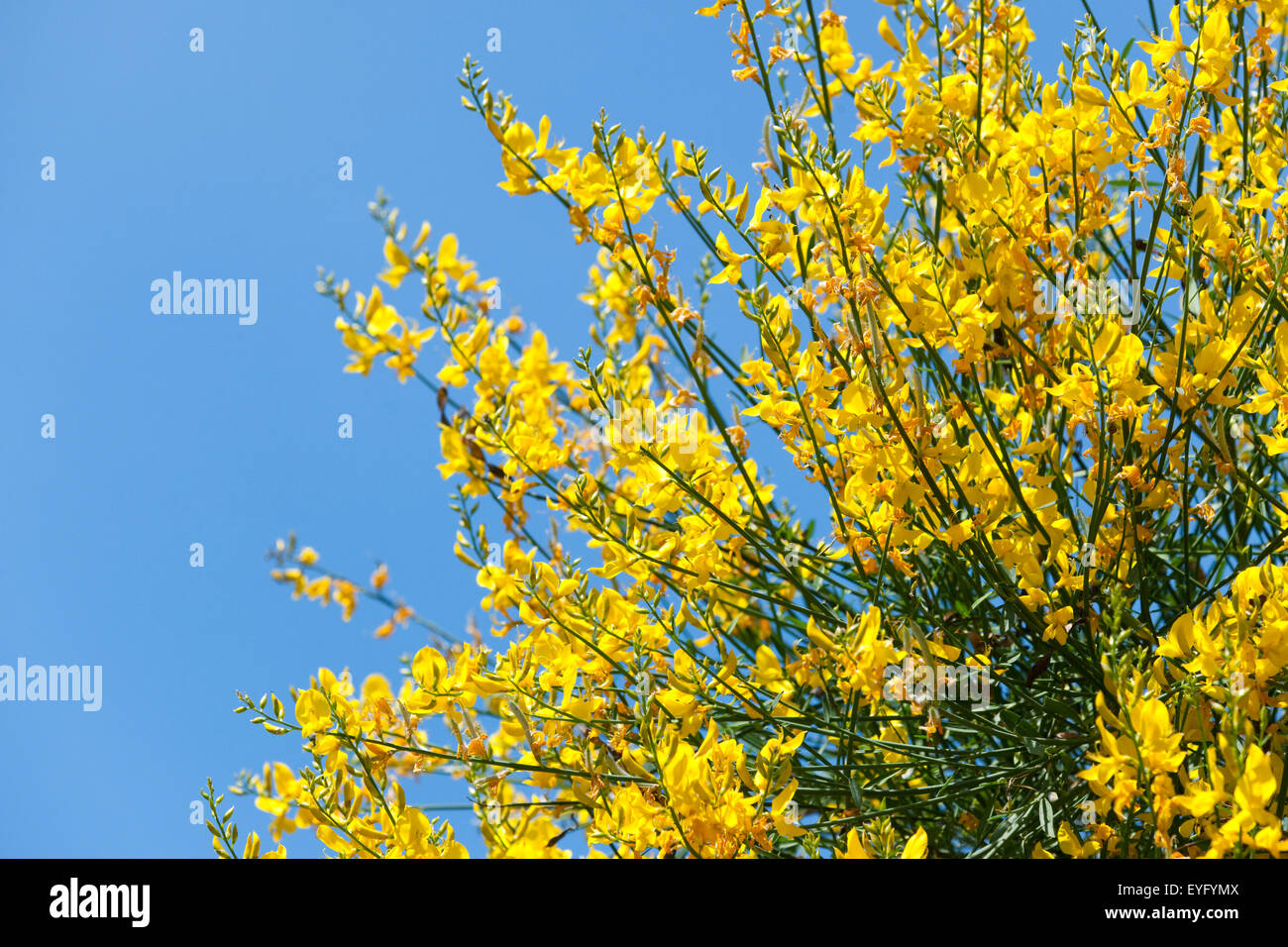 Cytisus hi-res stock photography and images - Alamy