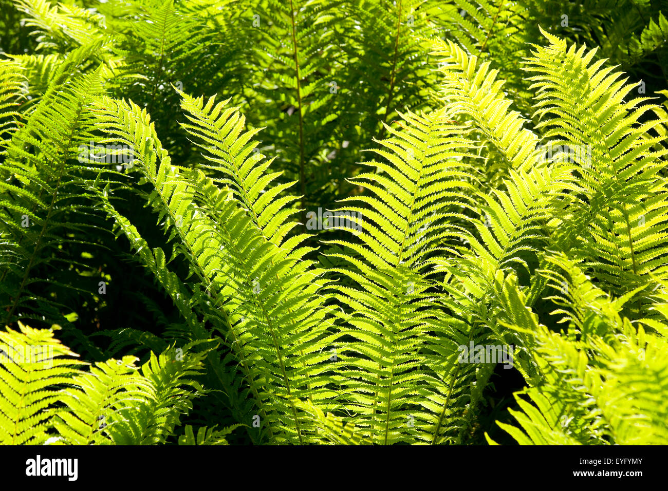 Fern fronds, backlit, Thuringia, Germany Stock Photo - Alamy