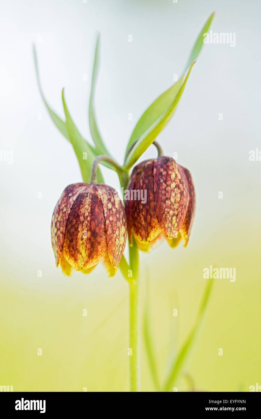 Fritillaries flowers (Fritillaria orientalis) in Divaca, Slovenia Stock ...