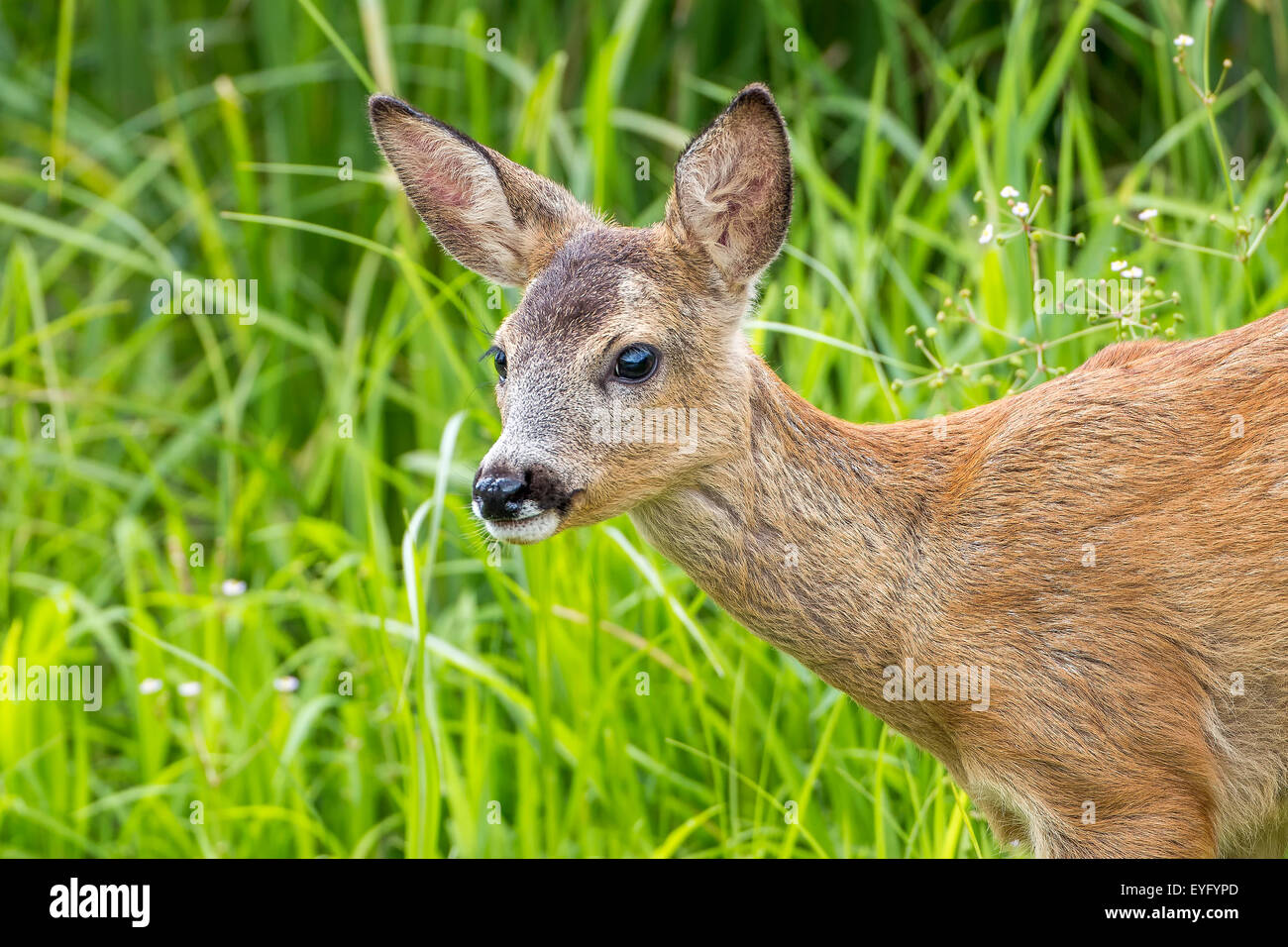 Buck fawn hi-res stock photography and images - Alamy