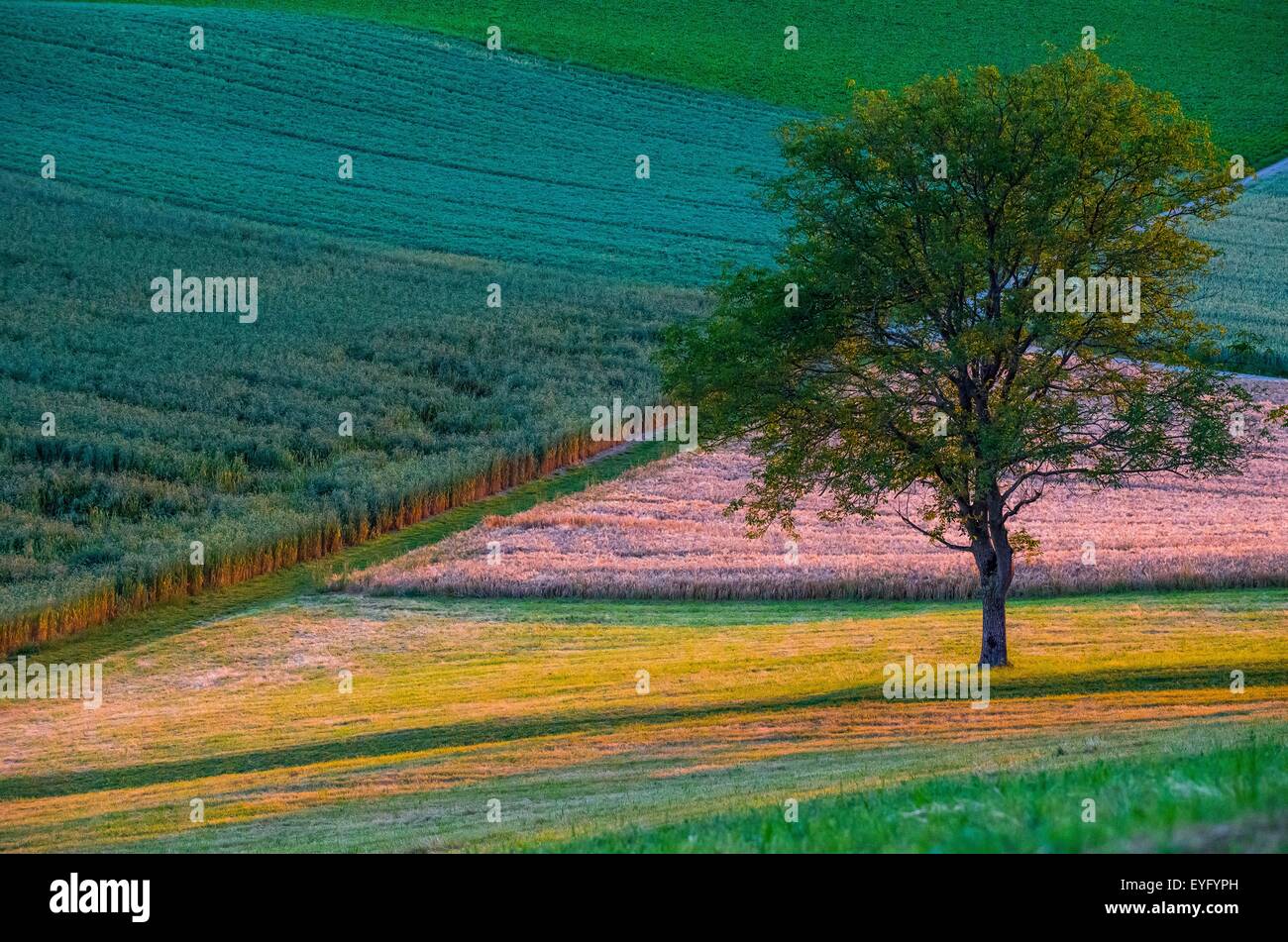 Contrasting colours in nature hi-res stock photography and images - Alamy