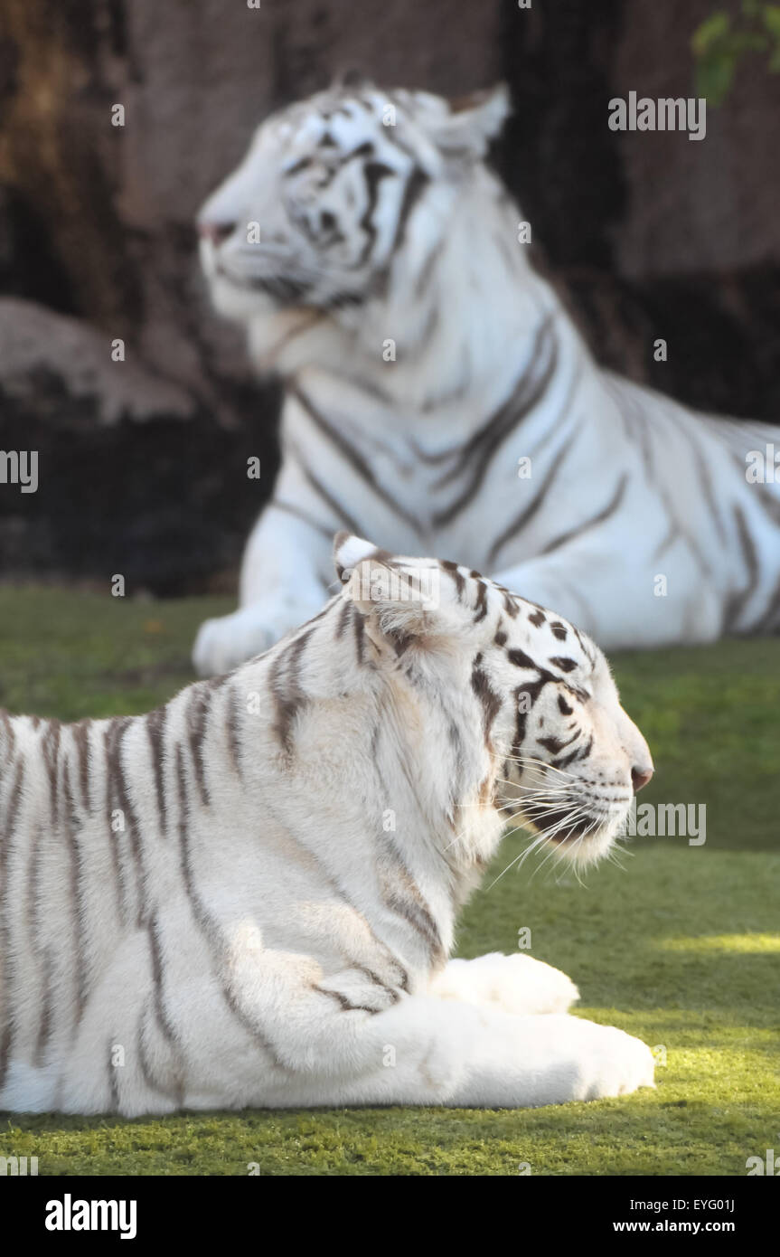 Black and White Striped Tiger Stock Photo - Alamy