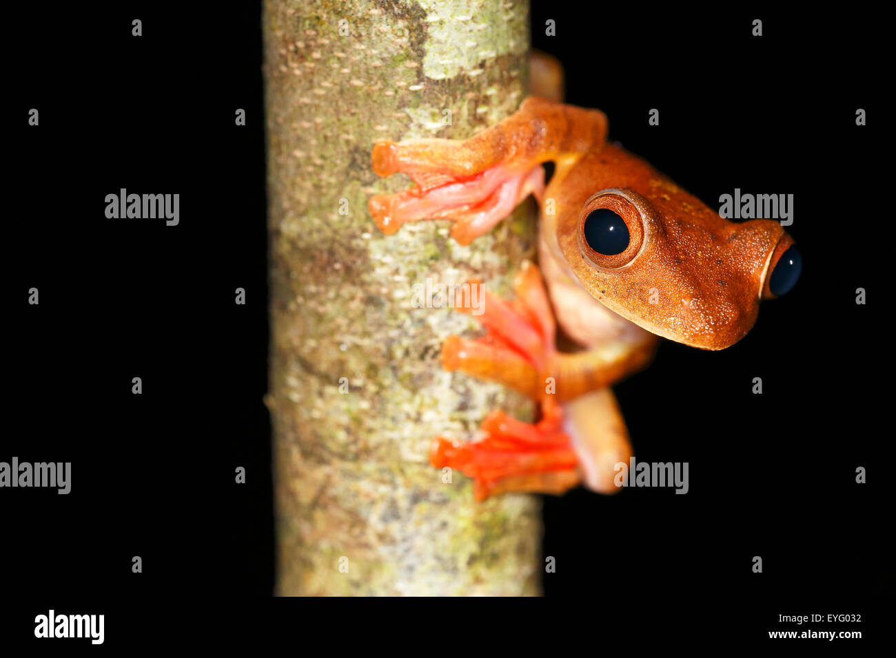 Harlequin tree frog (Rhacophorus pardalis) at night, Kubah National ...
